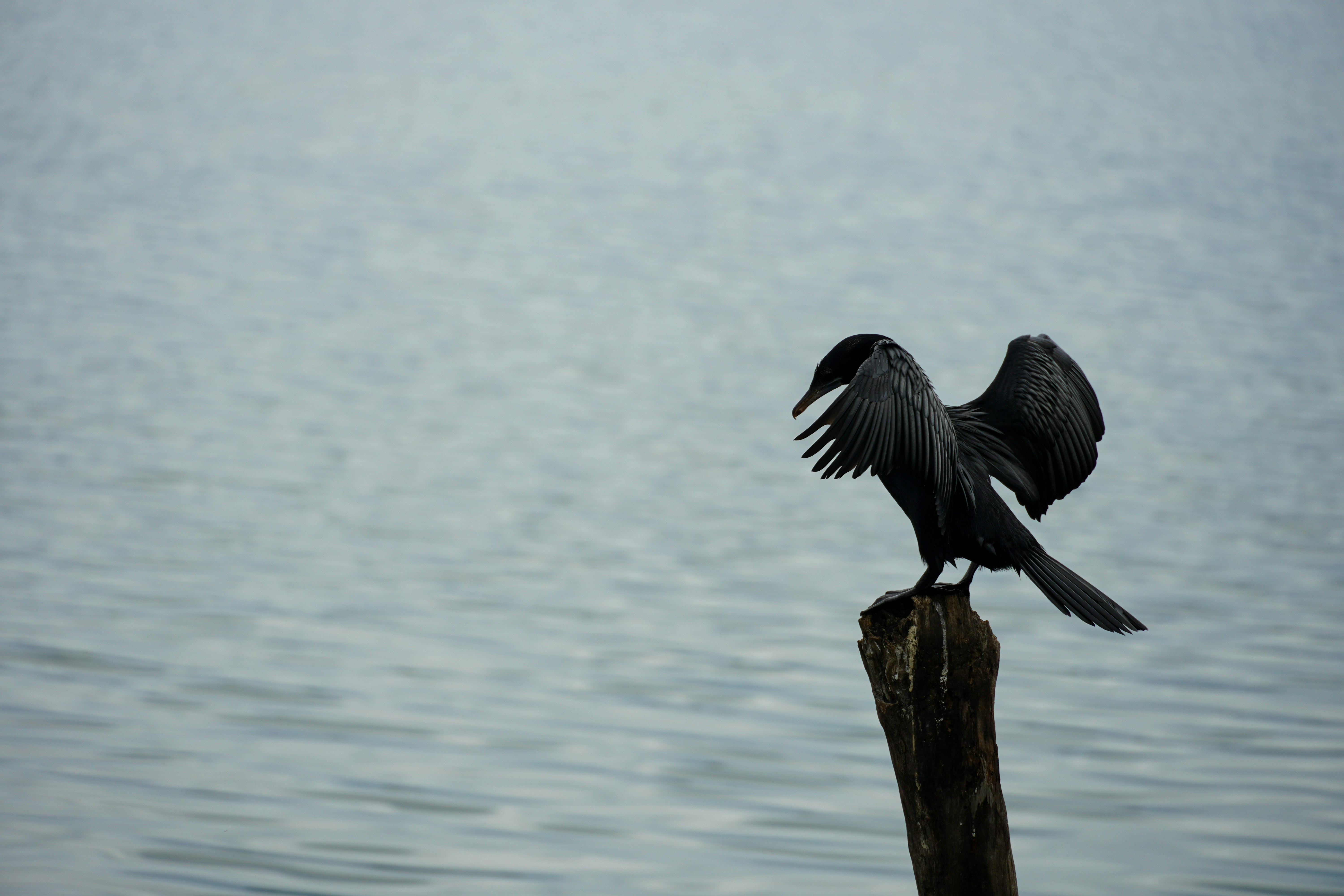 Dark-winged Cormorant Perched on a Weathered Post at Dusk