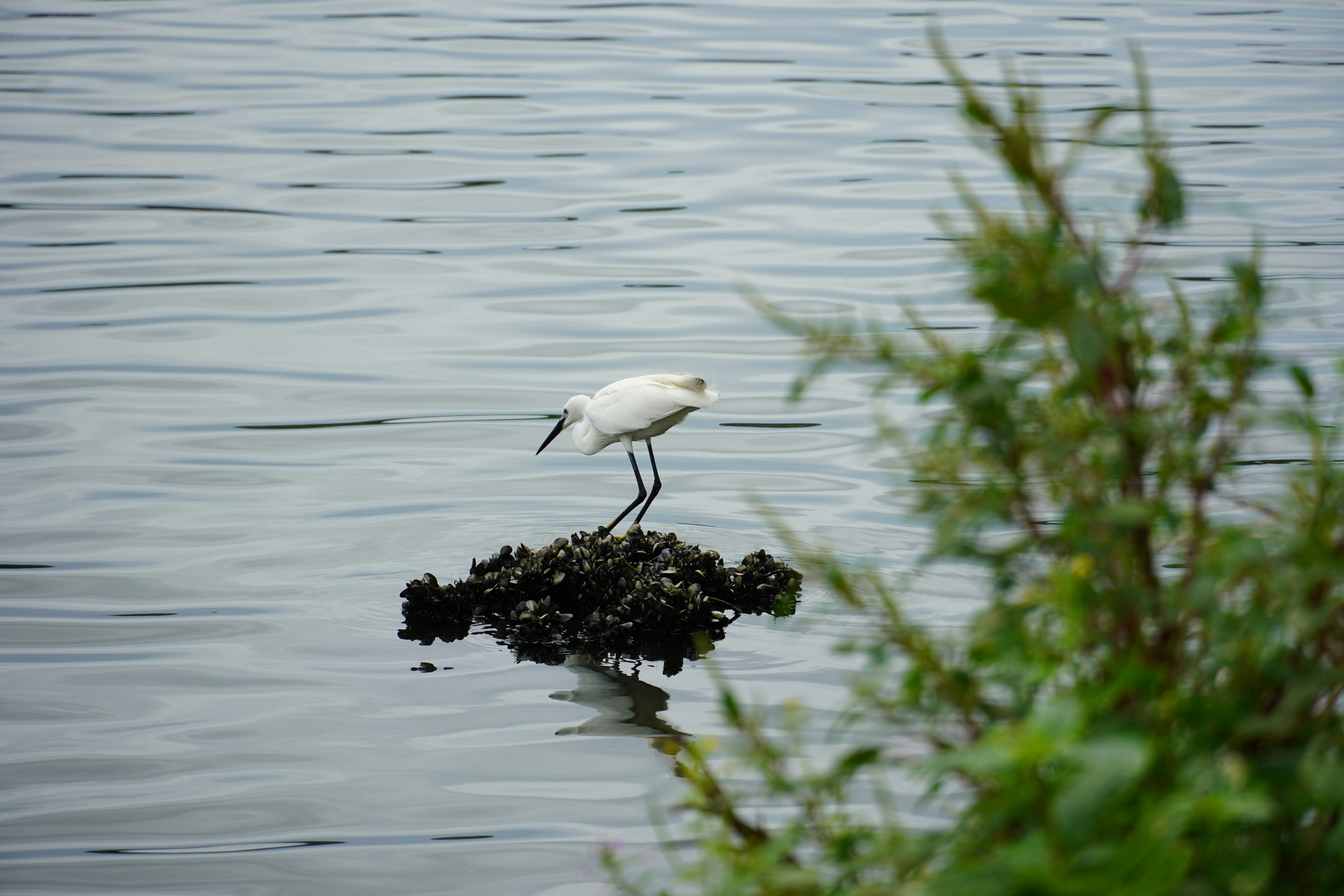 Stilted Focus: A White Heron Anchors the Quiet Shore