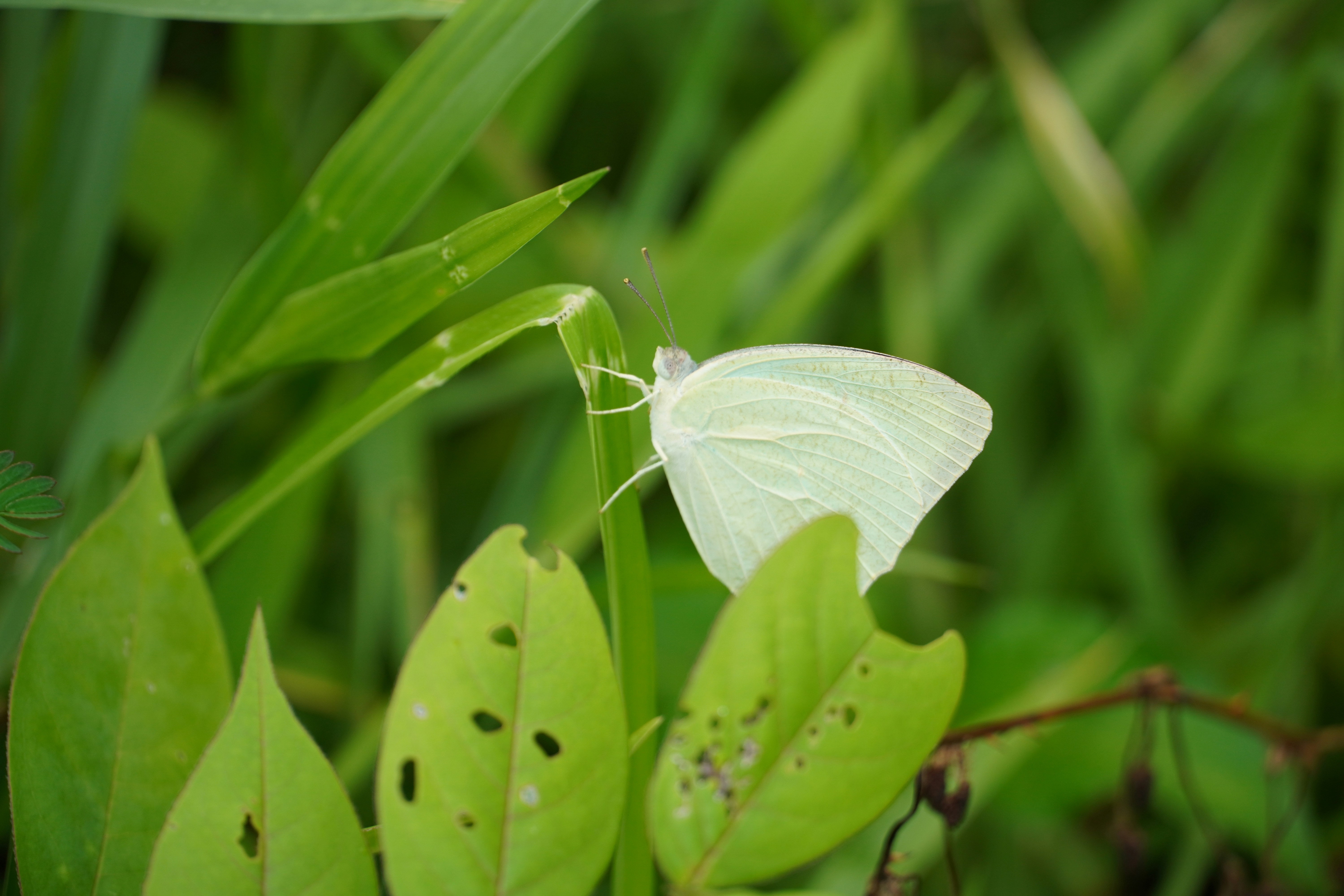 A delicate white butterfly rests on vibrant green foliage, contrasted by blurred background to emphasize the subject. A small, natural scene highlighting subtle texture and calm simplicity.