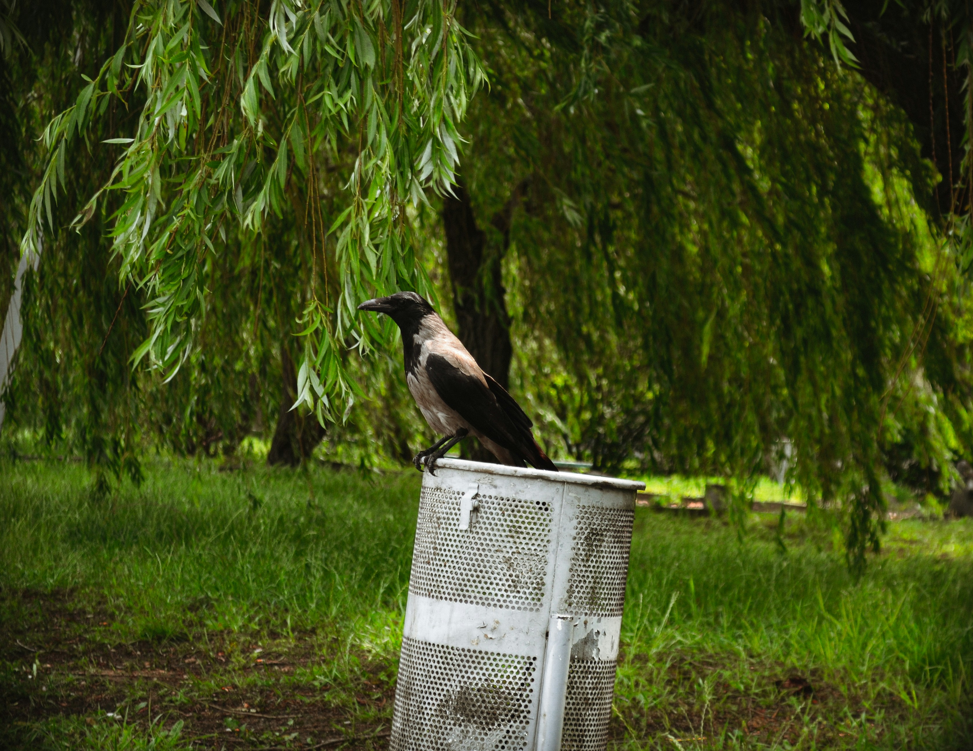 Raven Sentinel on a Metal Perch Amid Weeping Willows