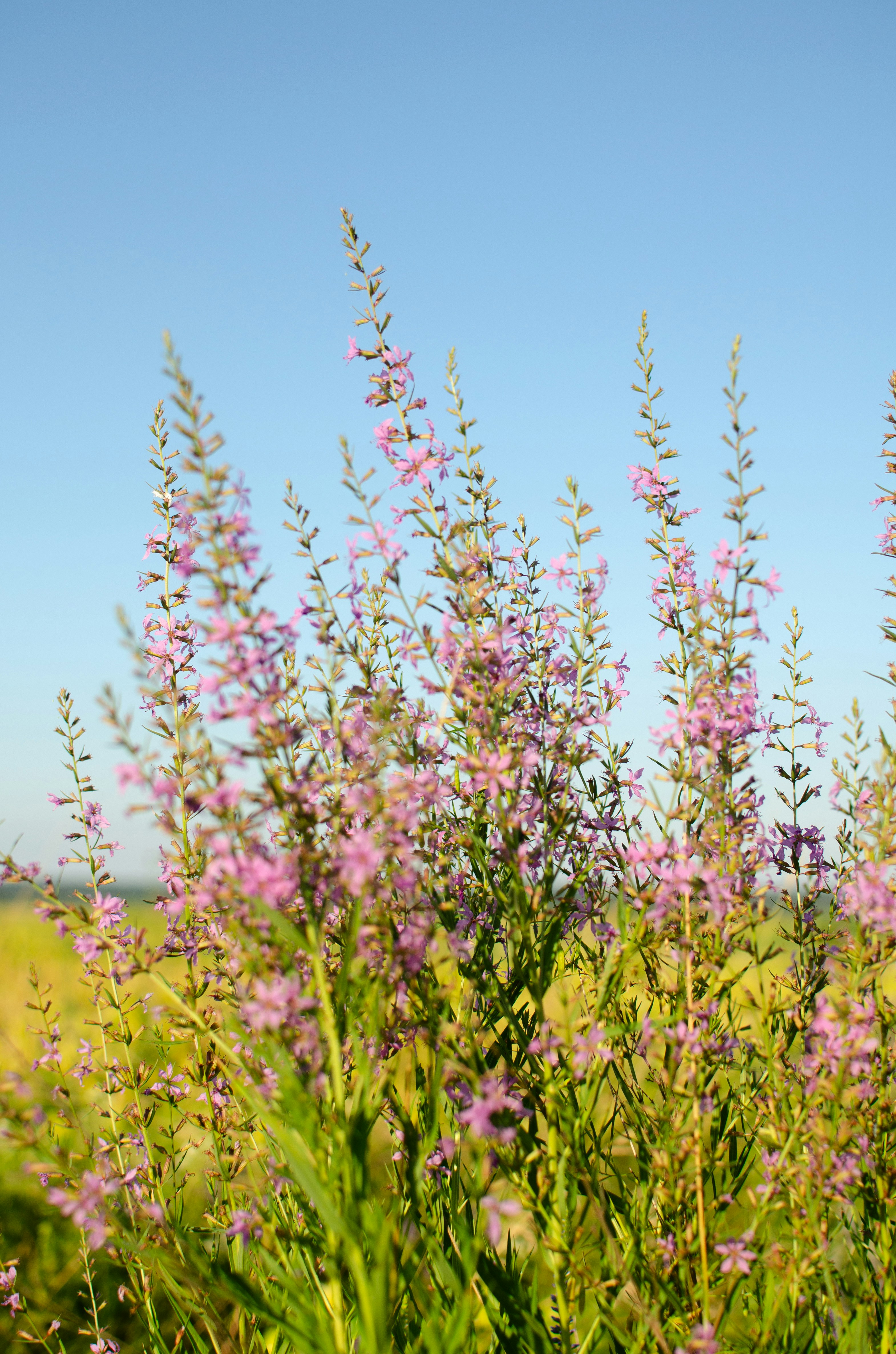 Pink wildflowers Reaching for the Clear Summer Sky