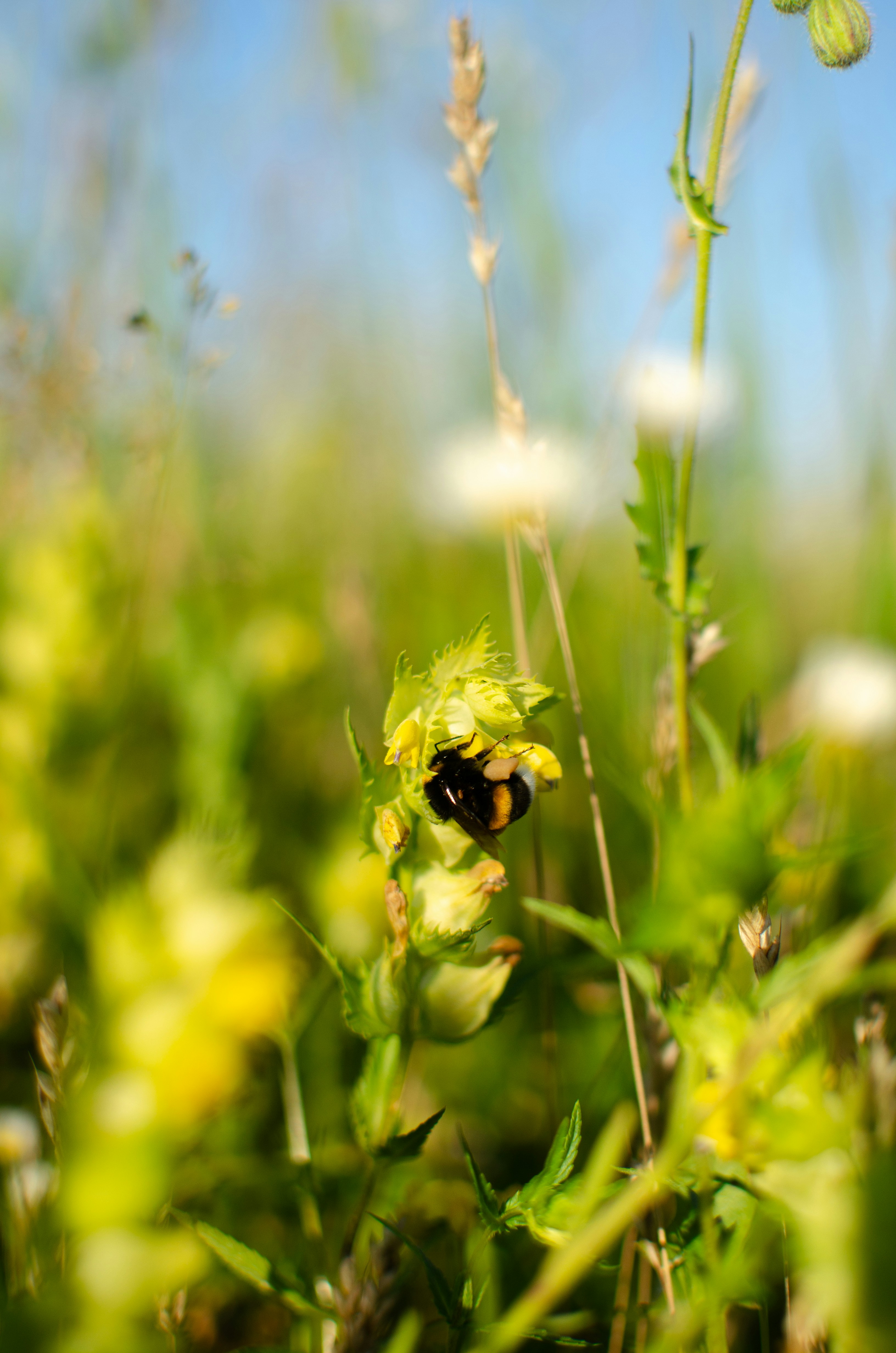 Bumblebee in a Sunlit Meadow
