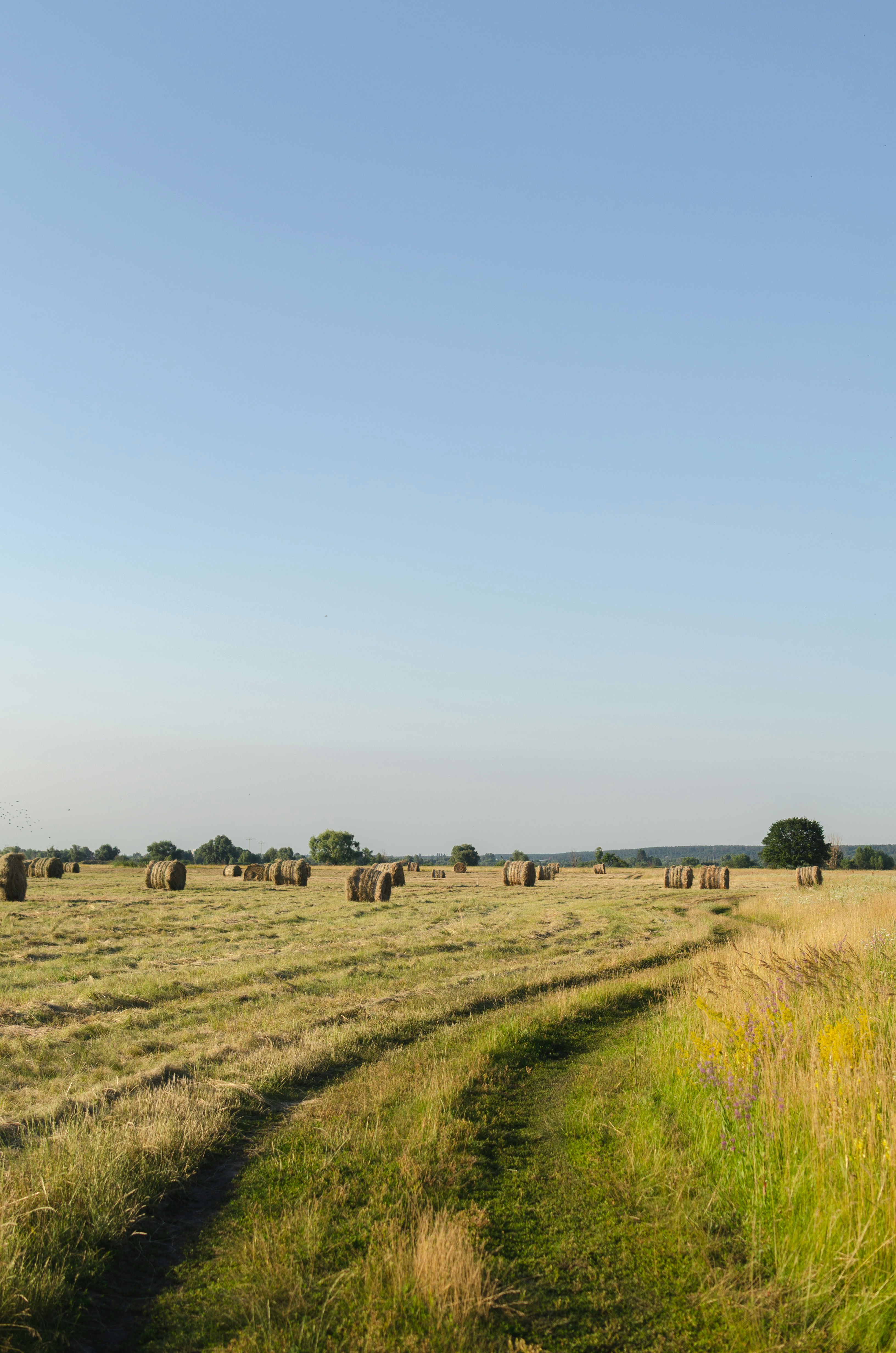 Rolling Hayfields under a Clear Summer Sky with Bales of Straw