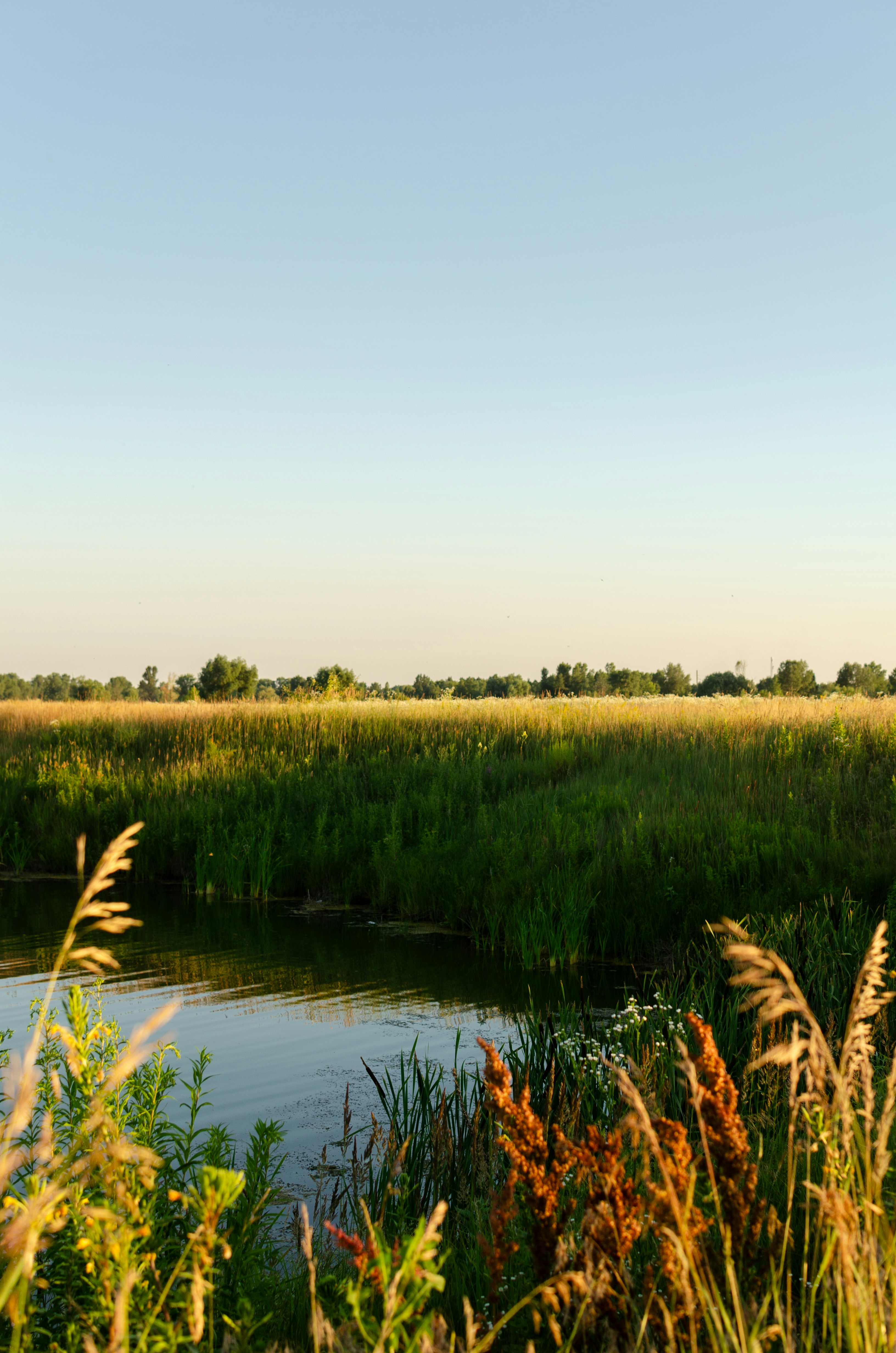 Golden Field at Dusk: A River Meanders Through Tall Grass
