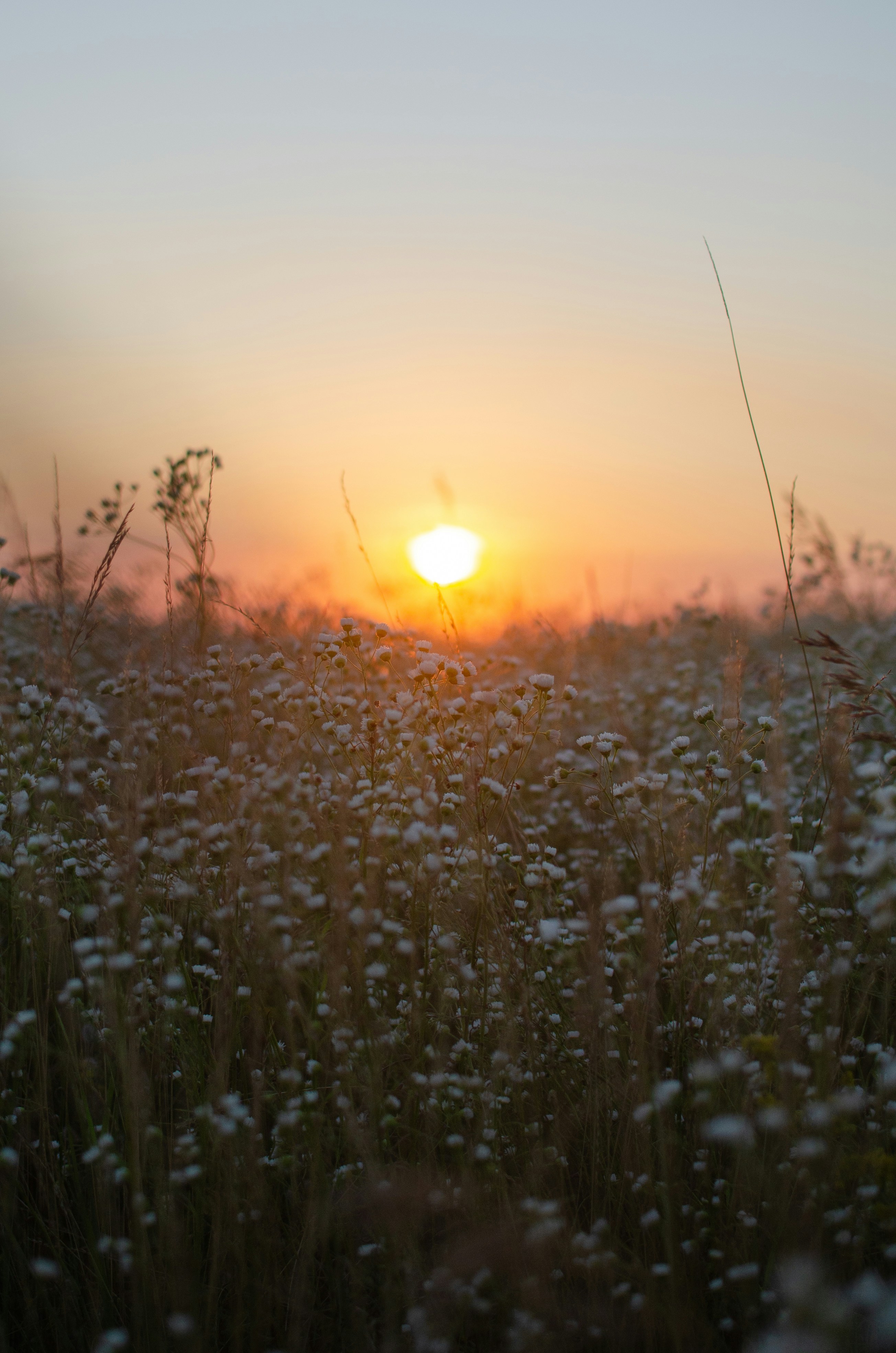 Golden Hour Silk: Dune of Daisies at Sunset
