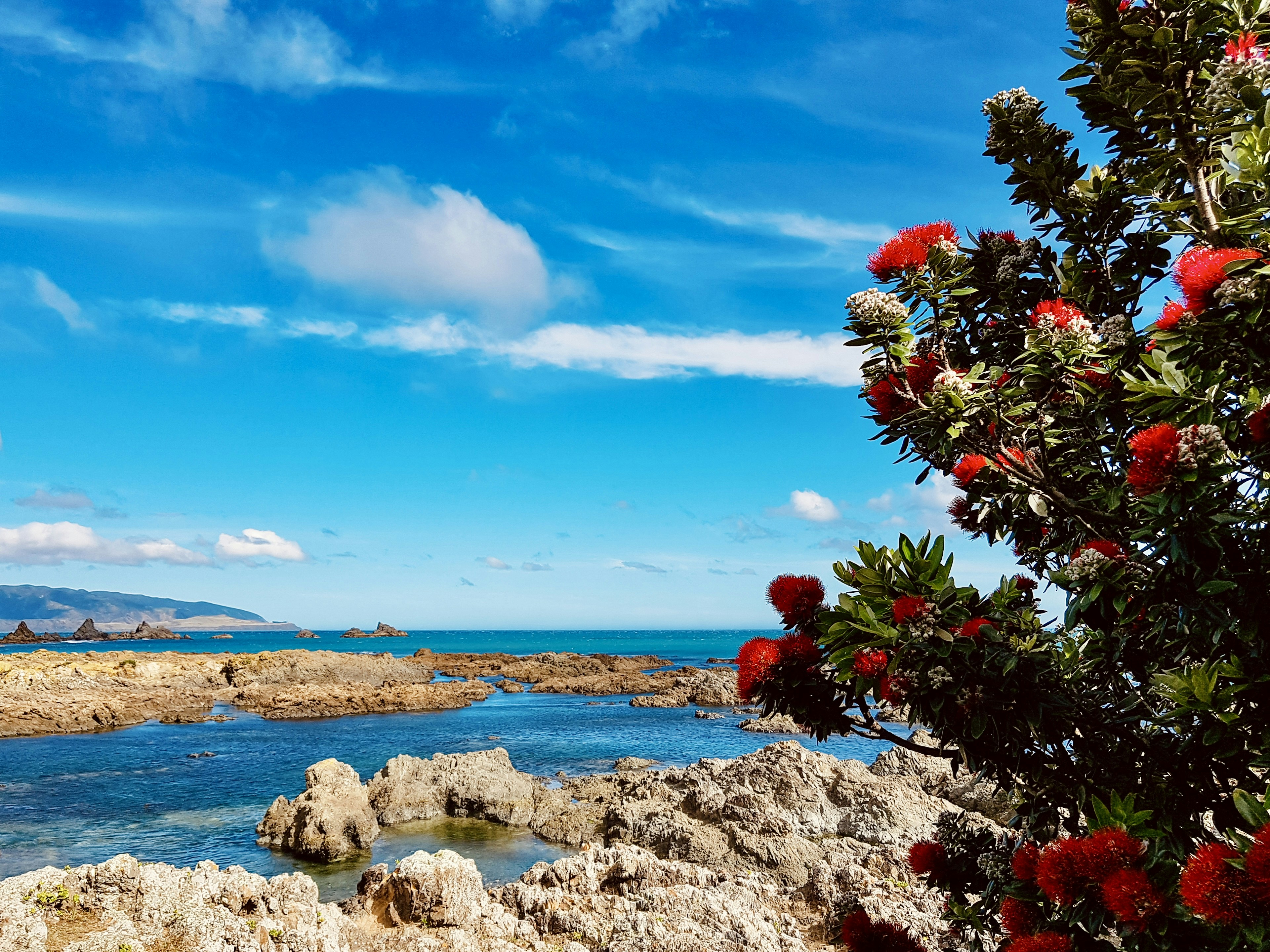 Coastal bloom: red blossoms framing a sunlit seascape
