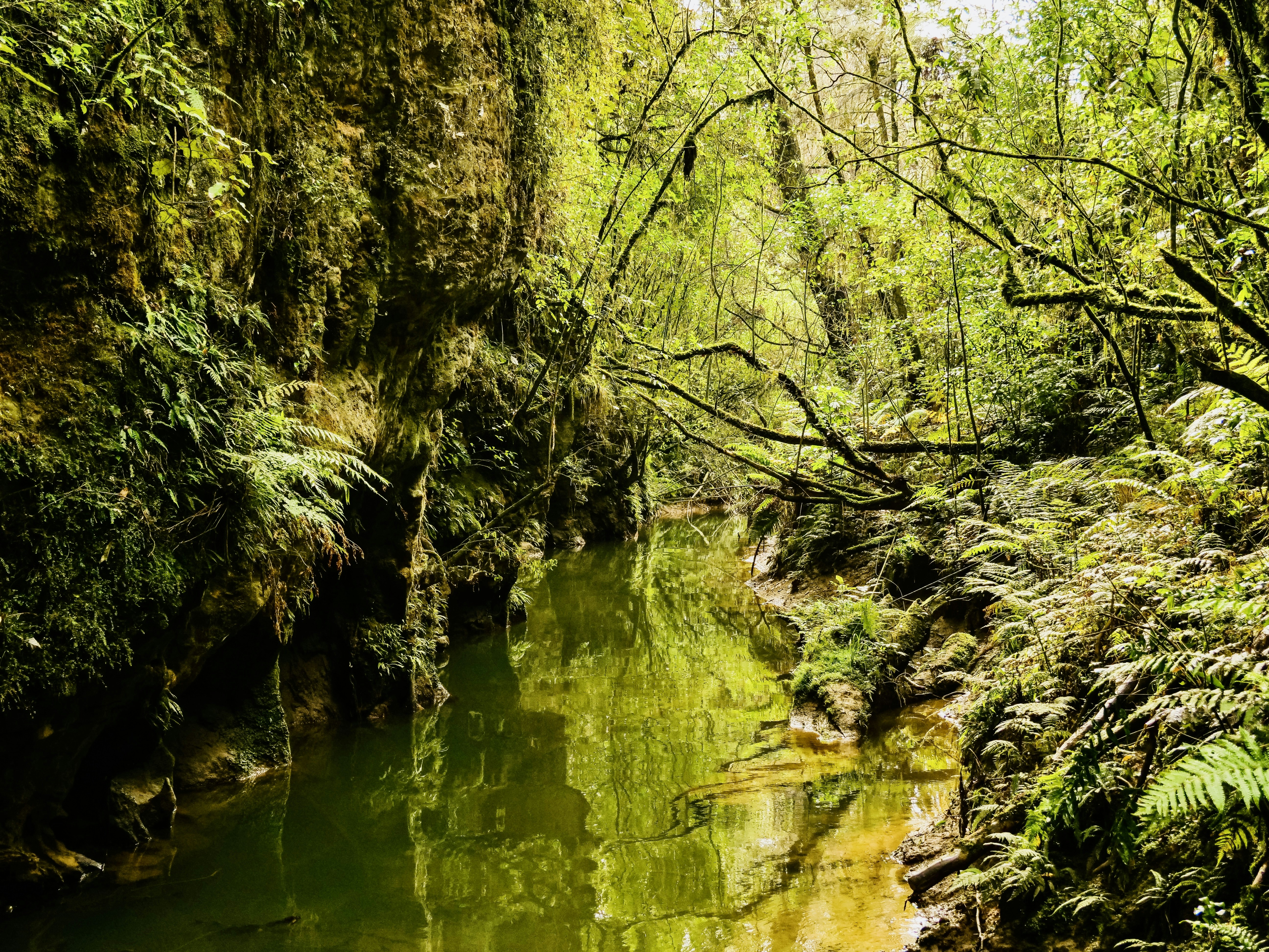 Verdant Gorge Quiet: A River’s Green Mirror