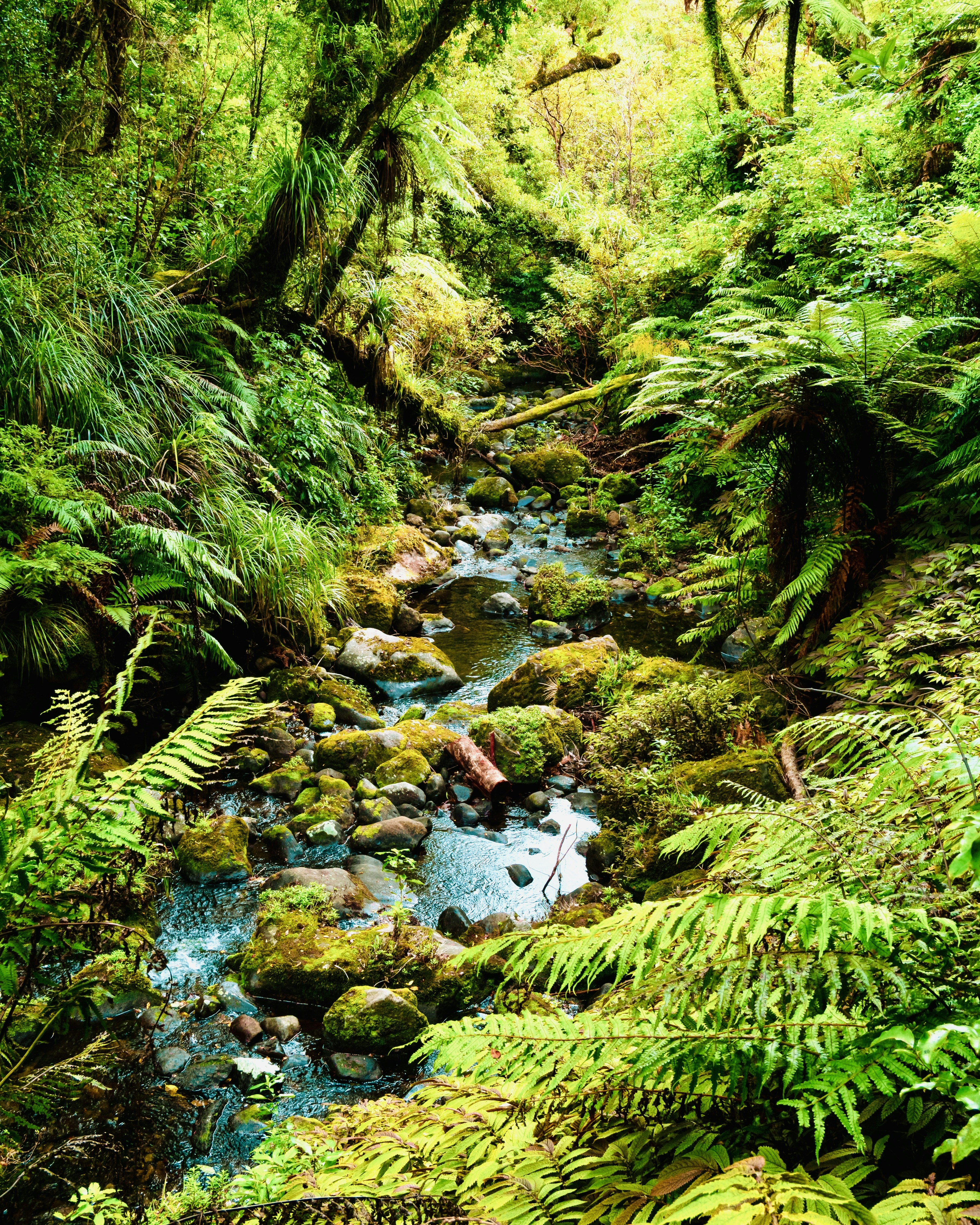 Verdant Corridors: A Mossy Stream Winding Through Ferns