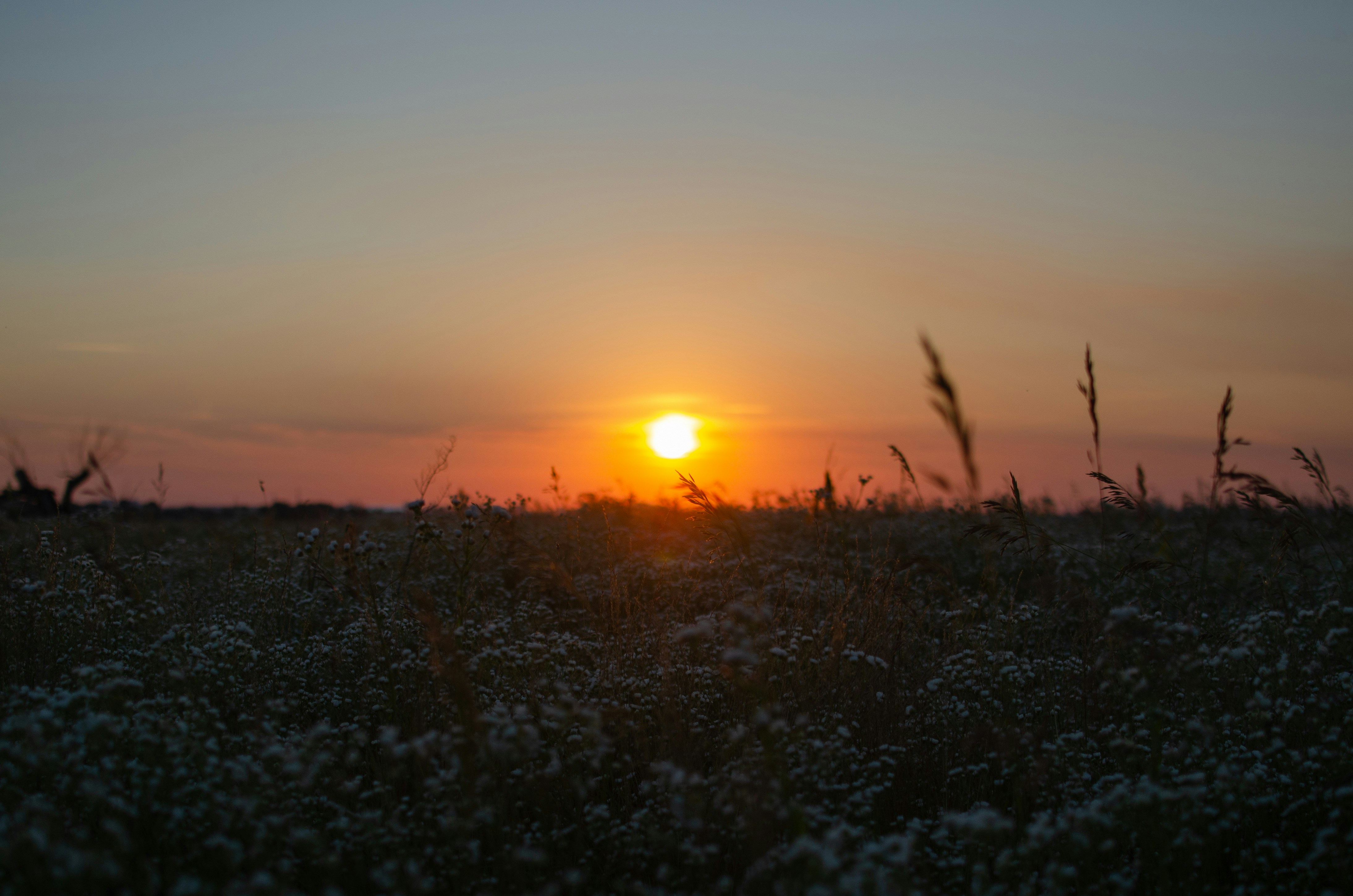 Dusk on the Field: Sun Kissed Horizon Over Wildflowers