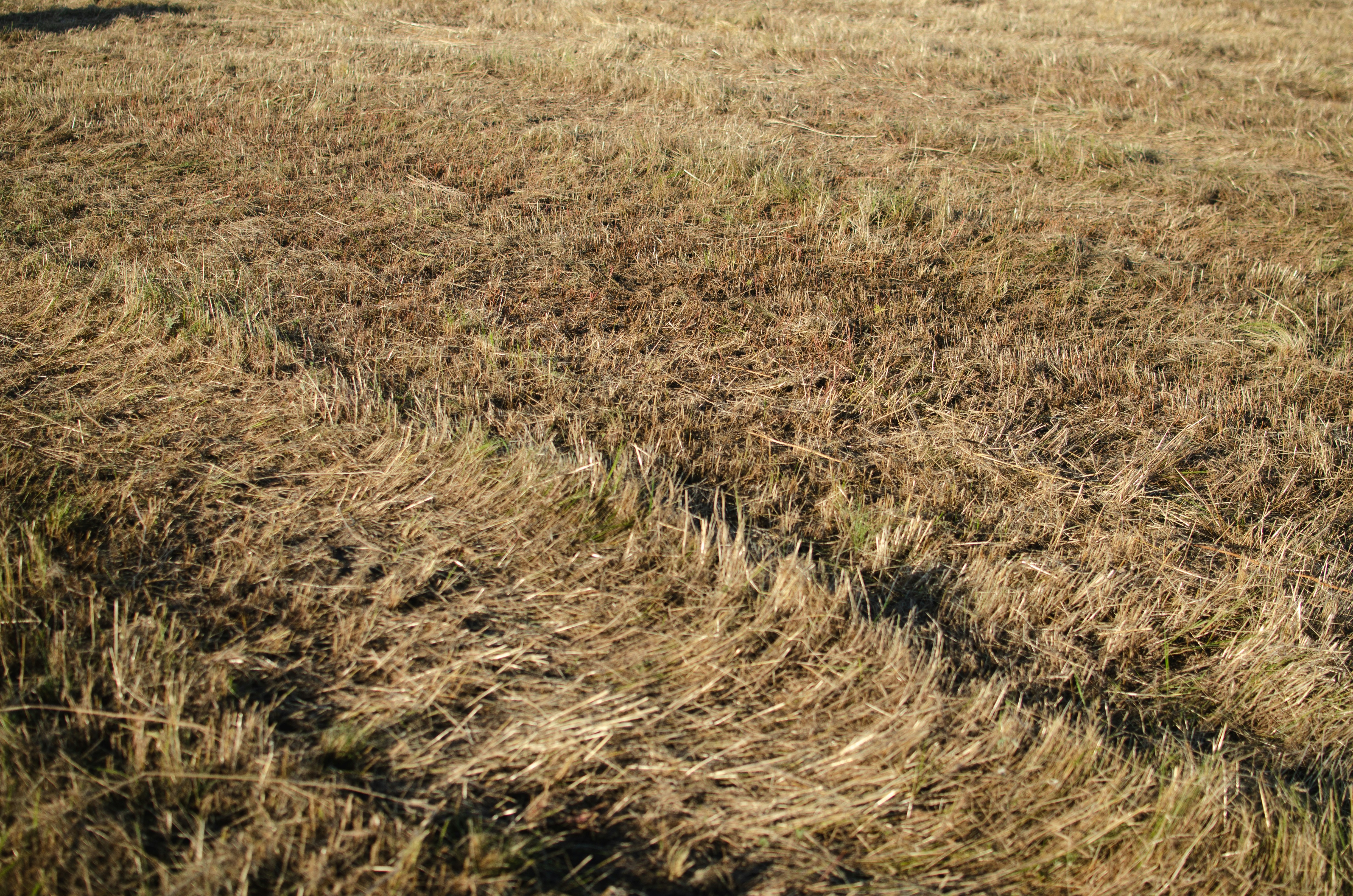 Tow-Row Serenade: Sunlit Stubble in a Quiet Field
