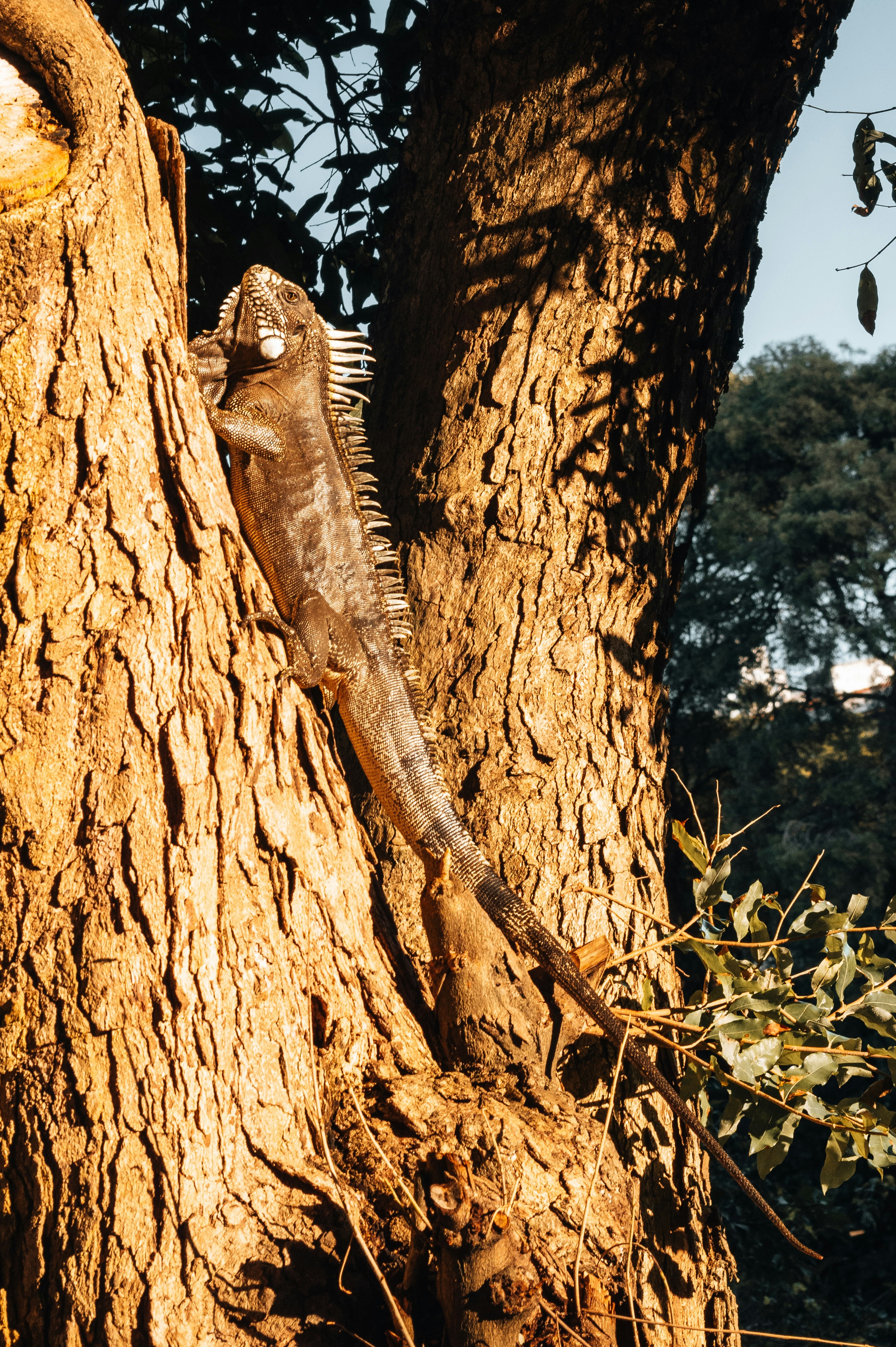 Sunlit Gecko on Bark: A Crystalline Moment of Texture and Suspense