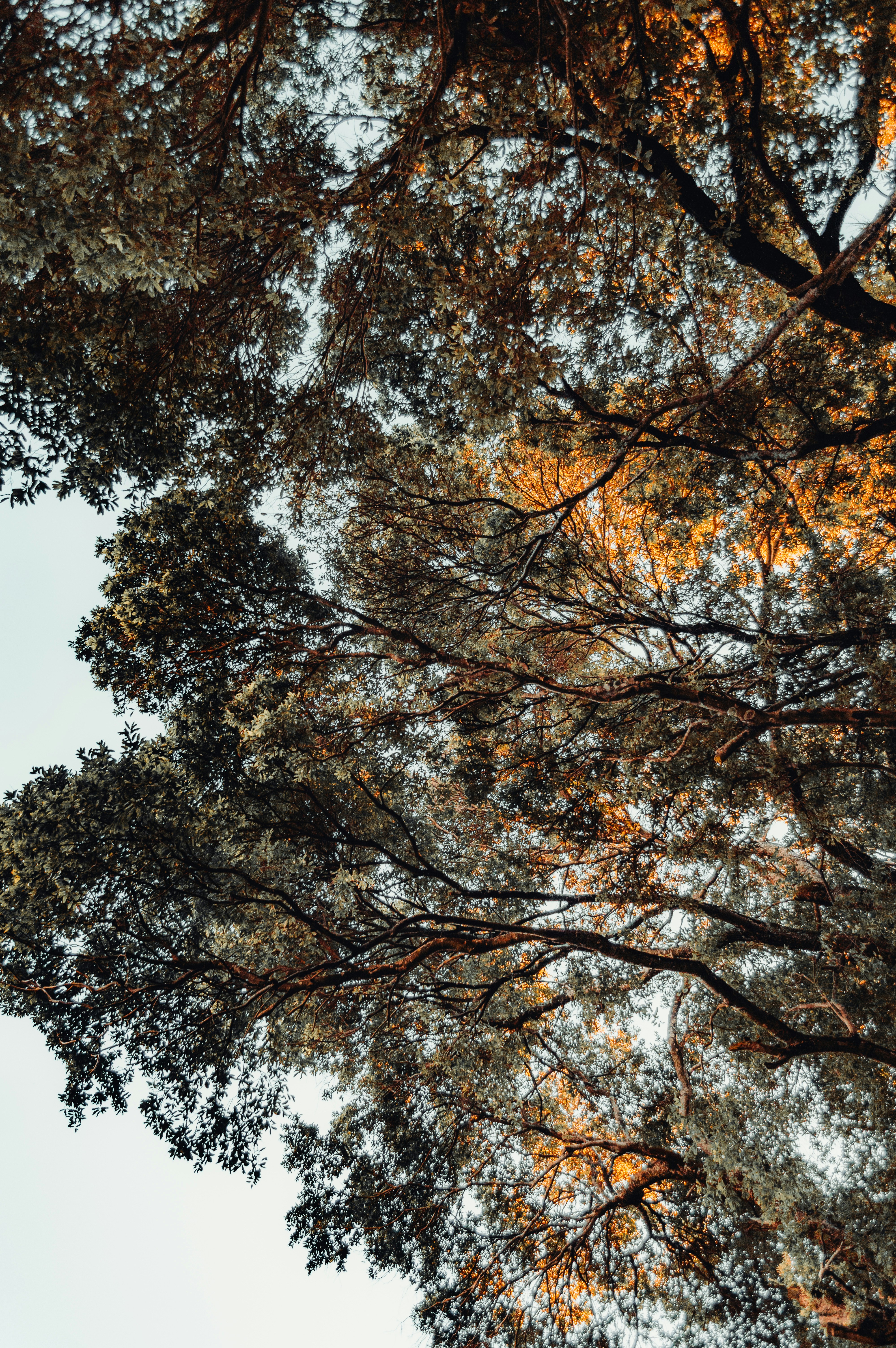 Autumn Canopy: Sunlit Branches Framing Quiet Sky