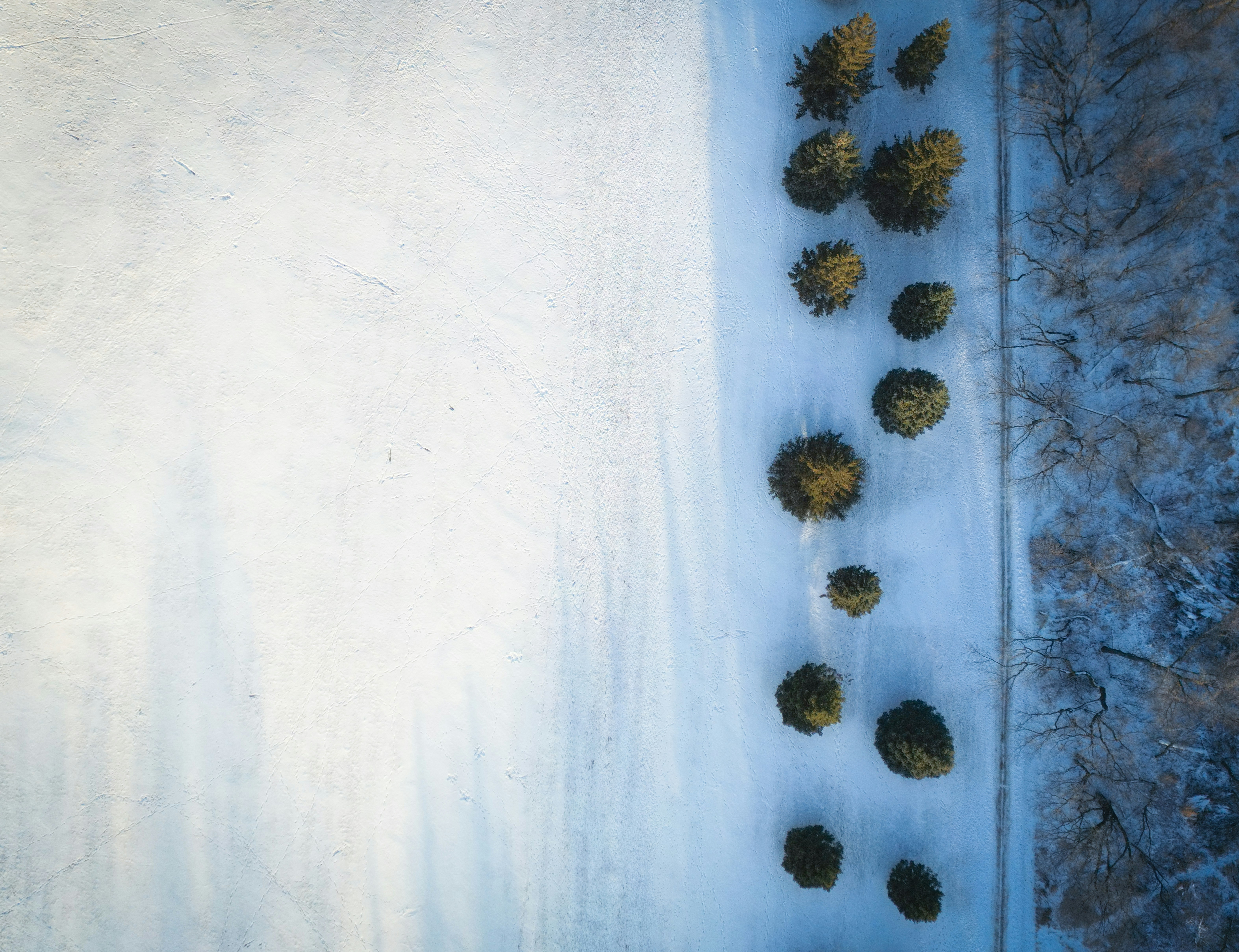 Snow-lined Row: Aerial Row of Evergreen Orbs