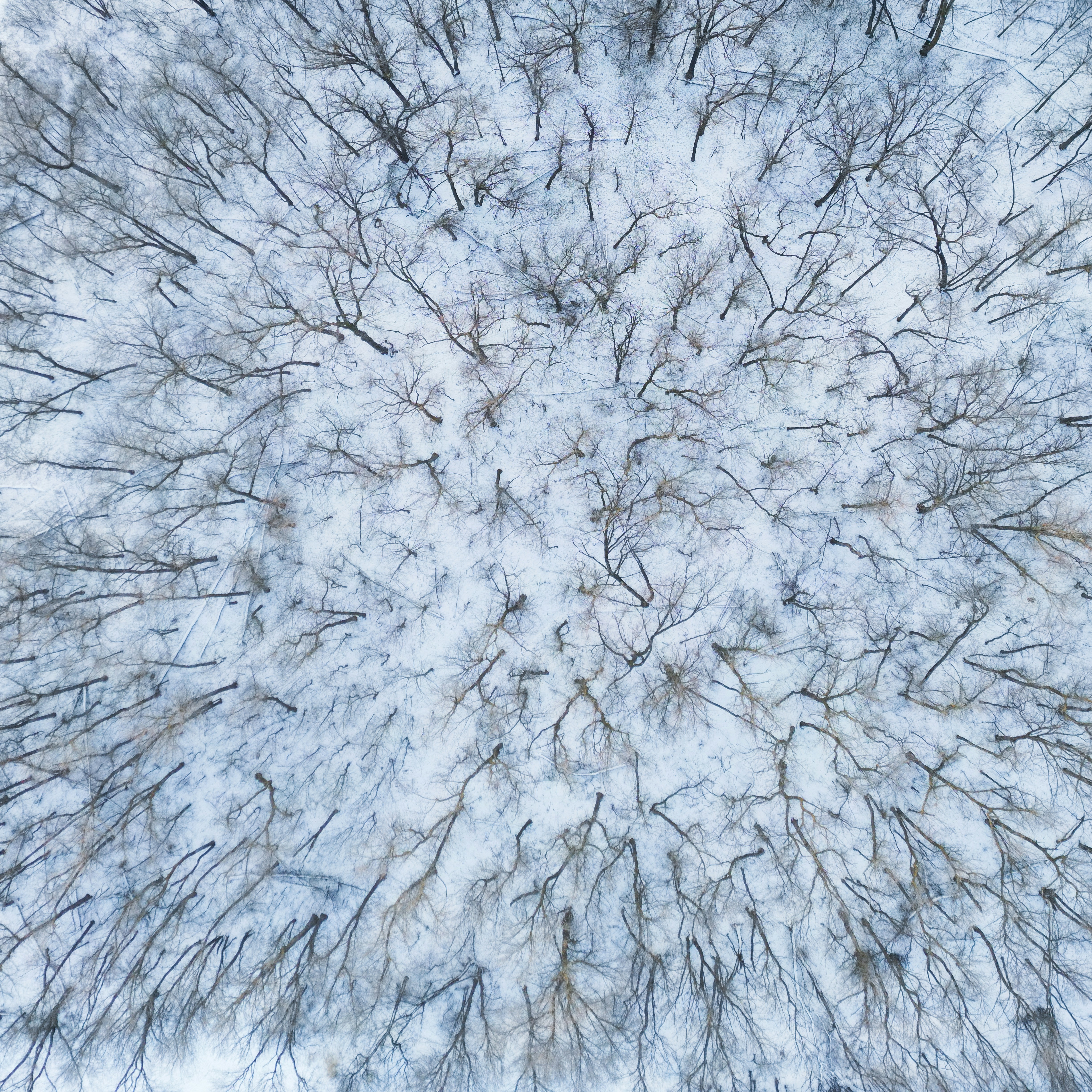 Tangled Underfoot: A Winter Spine of Frosted Branches