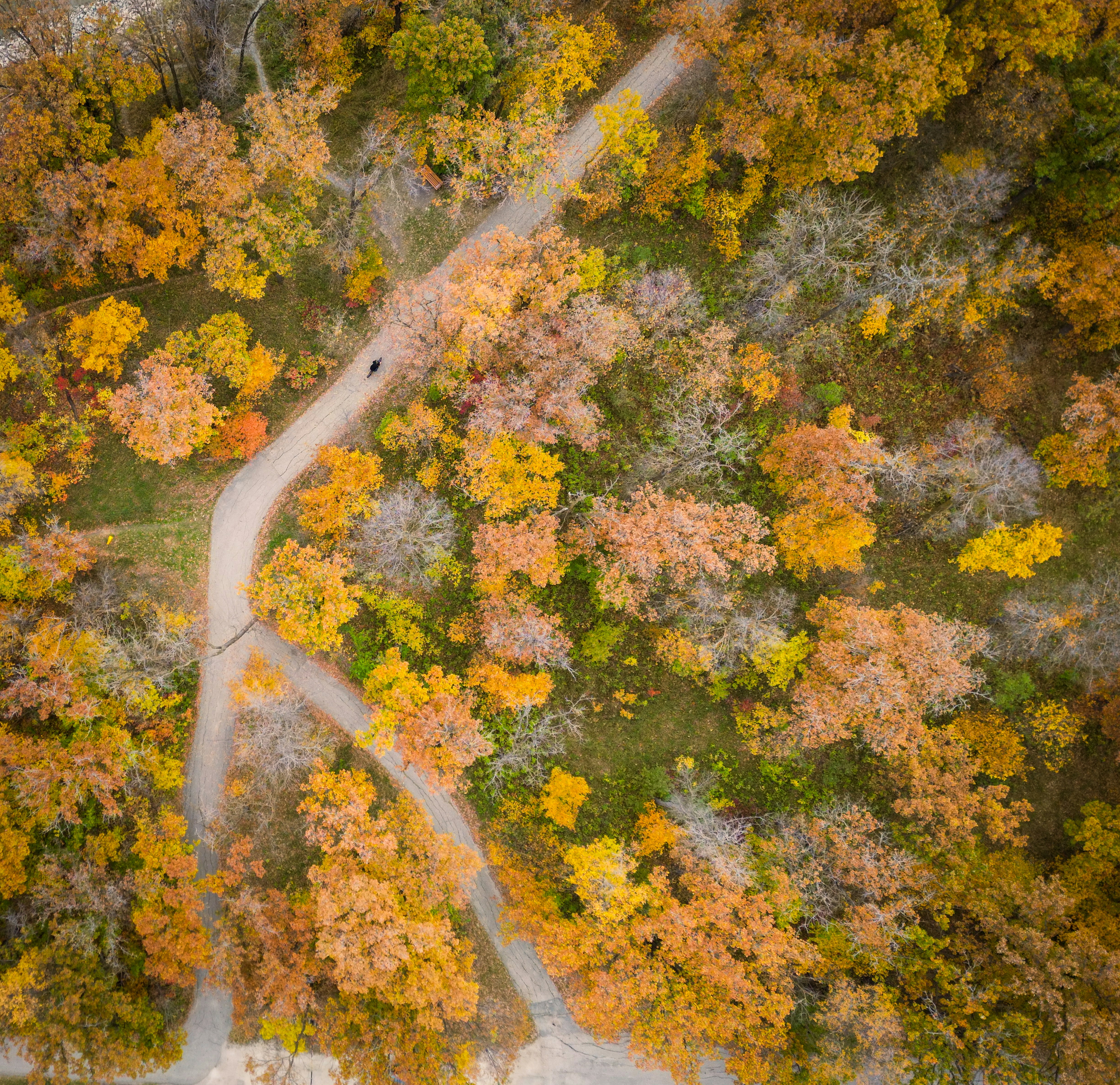 Autumn Ribbon: A Winding Path Through a Dawn-Hued Forest