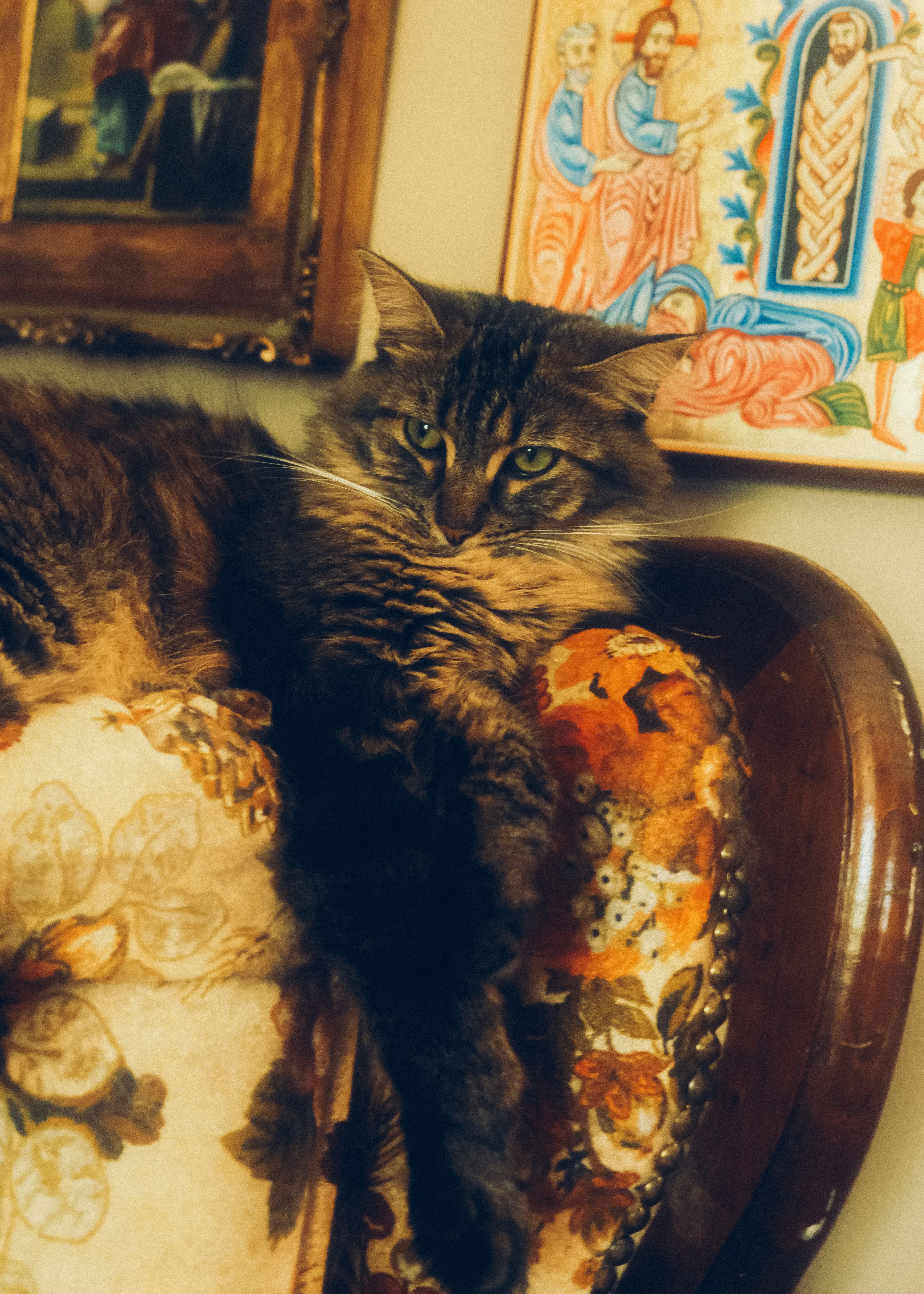 Cozy Cat on a Floral Armchair