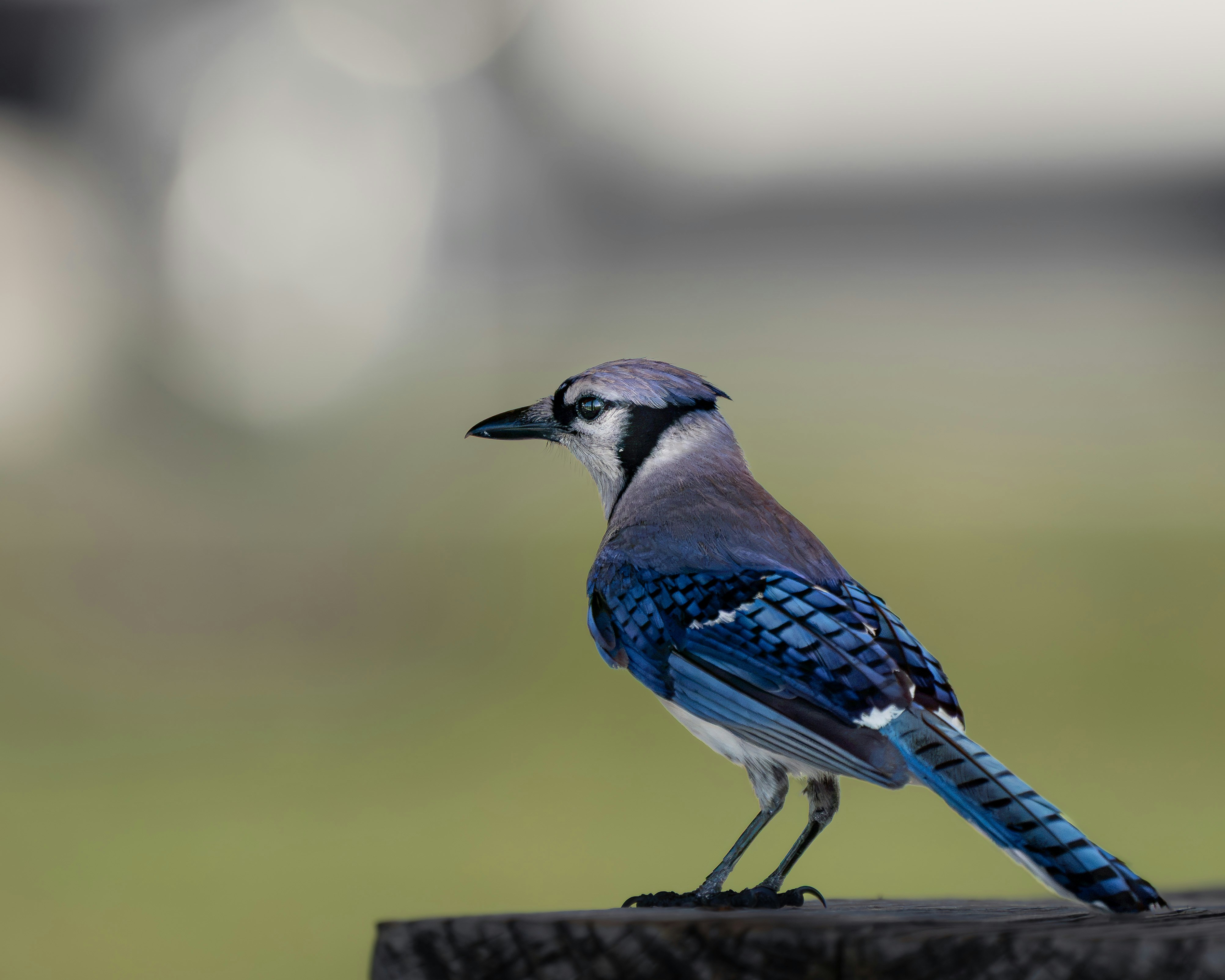 Lavender Crowned Jay on a Weathered Fence