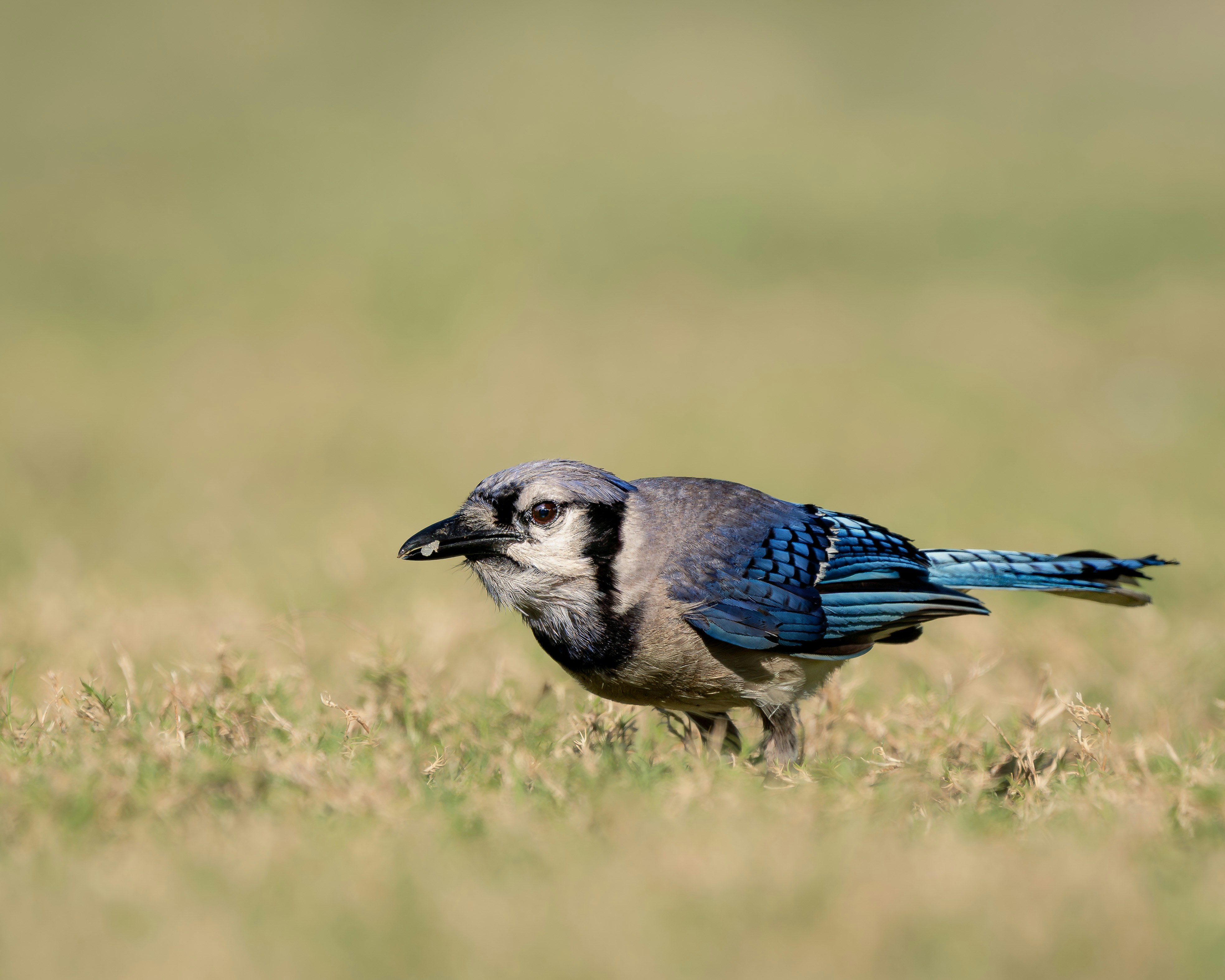 Blue-Backed Hunter: A Short-Tailed Magpie in Focused Flight Across Quiet Grass