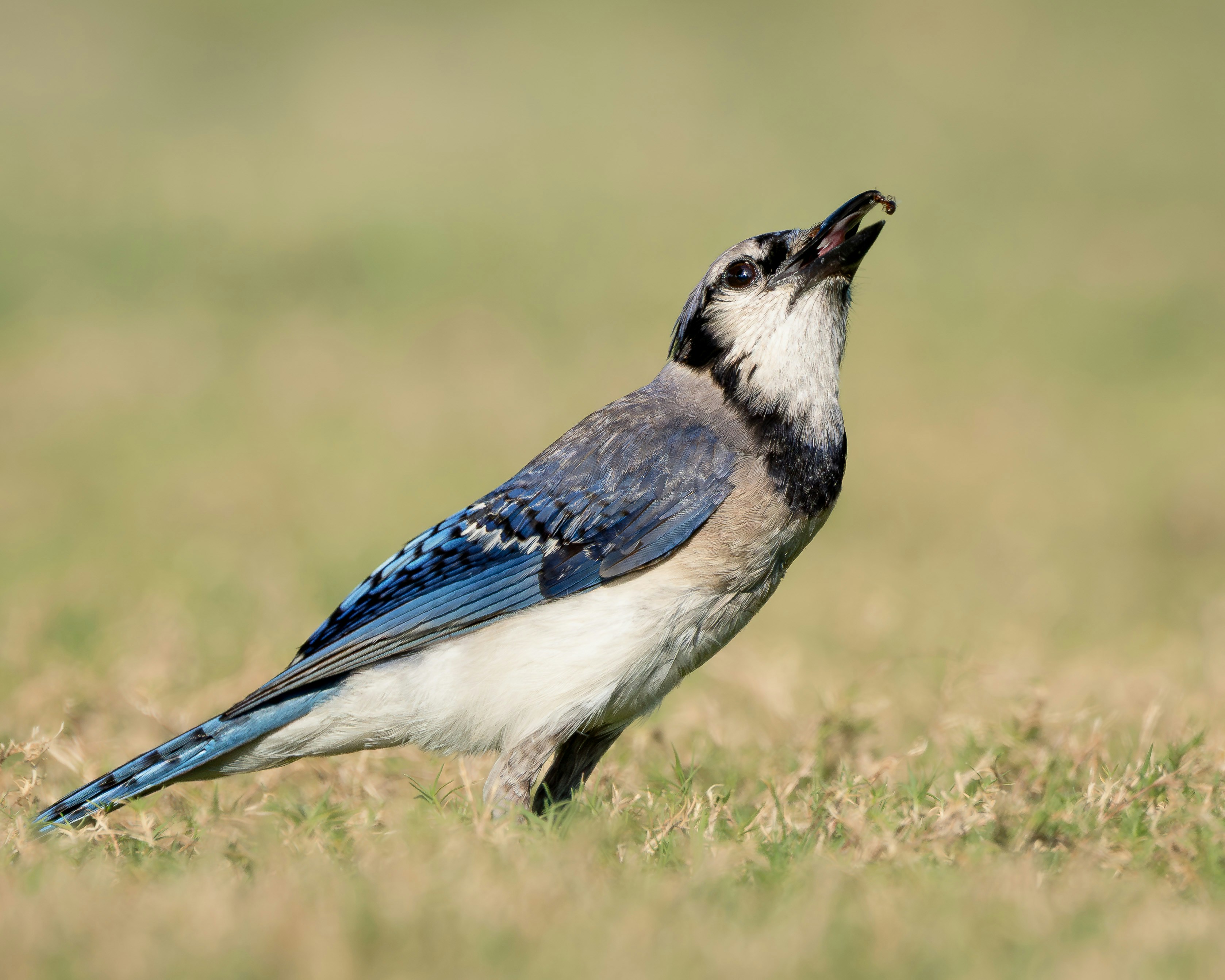 Blue Jay on the Grass: Watchful Crest in Early Light