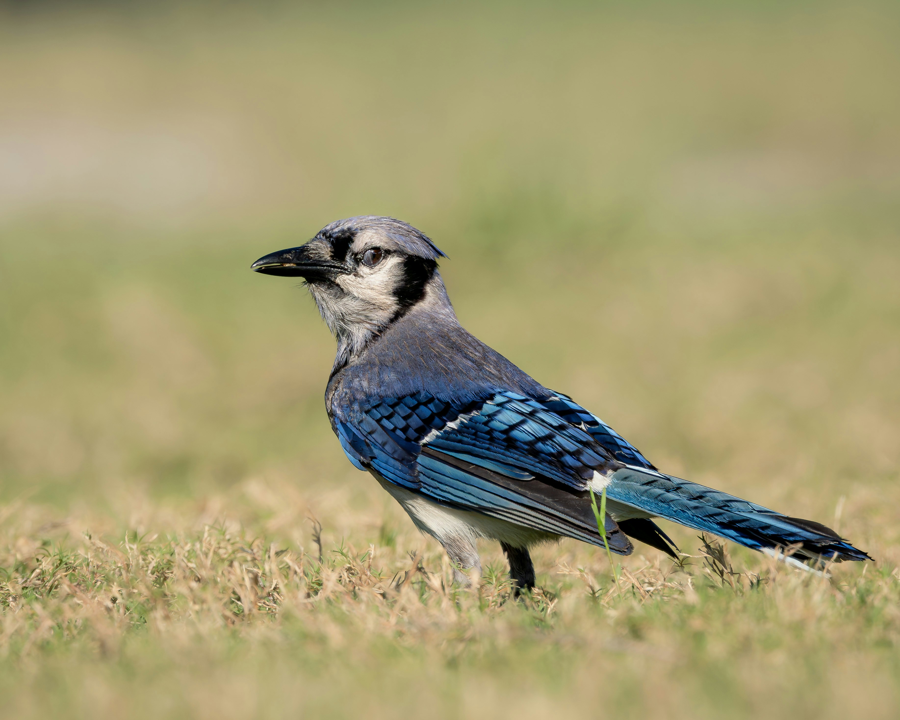 Blue Jay on grass: a close encounter with color and posture