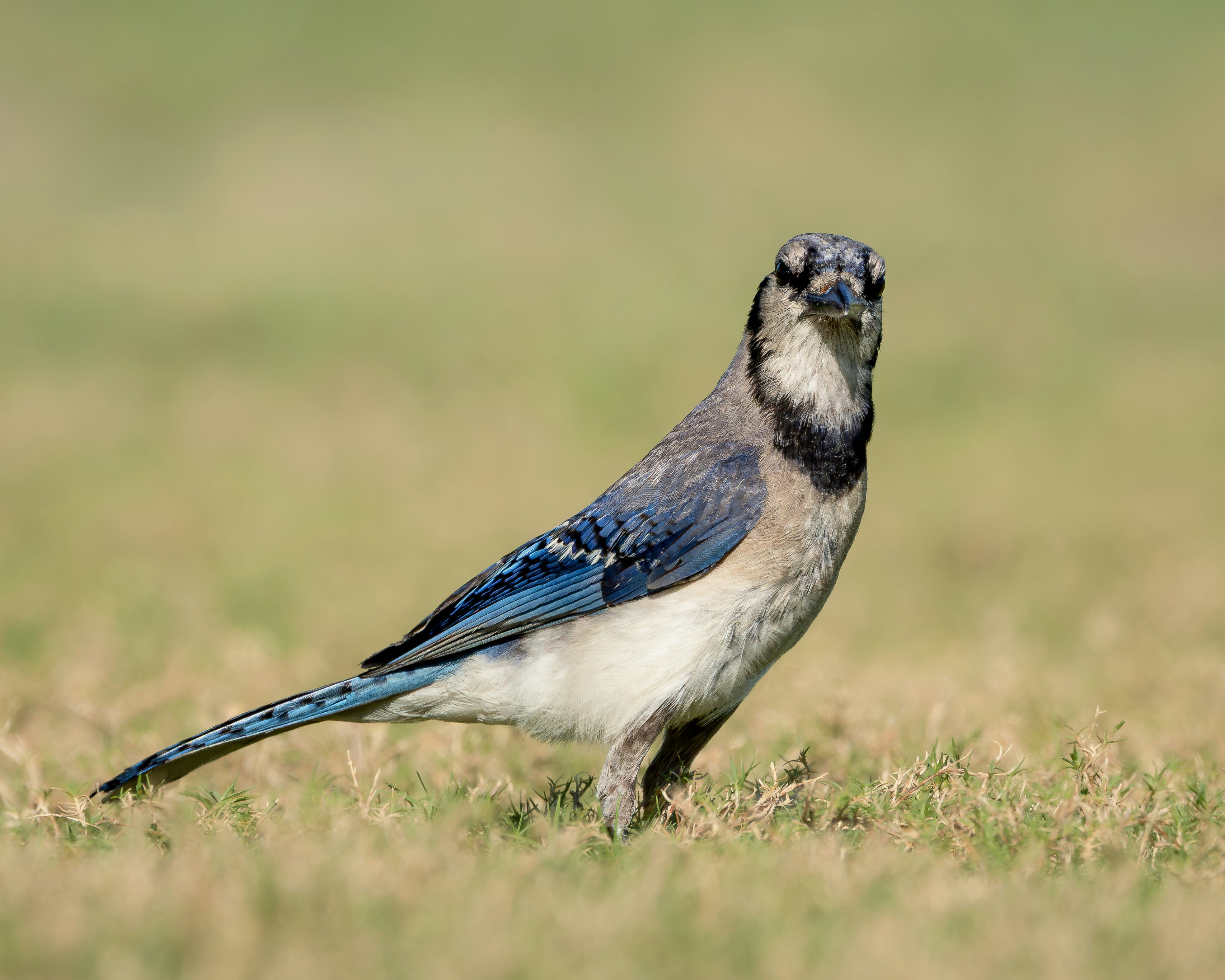 Blue Jay Stance: Crisp Profile amid Sunlit Field