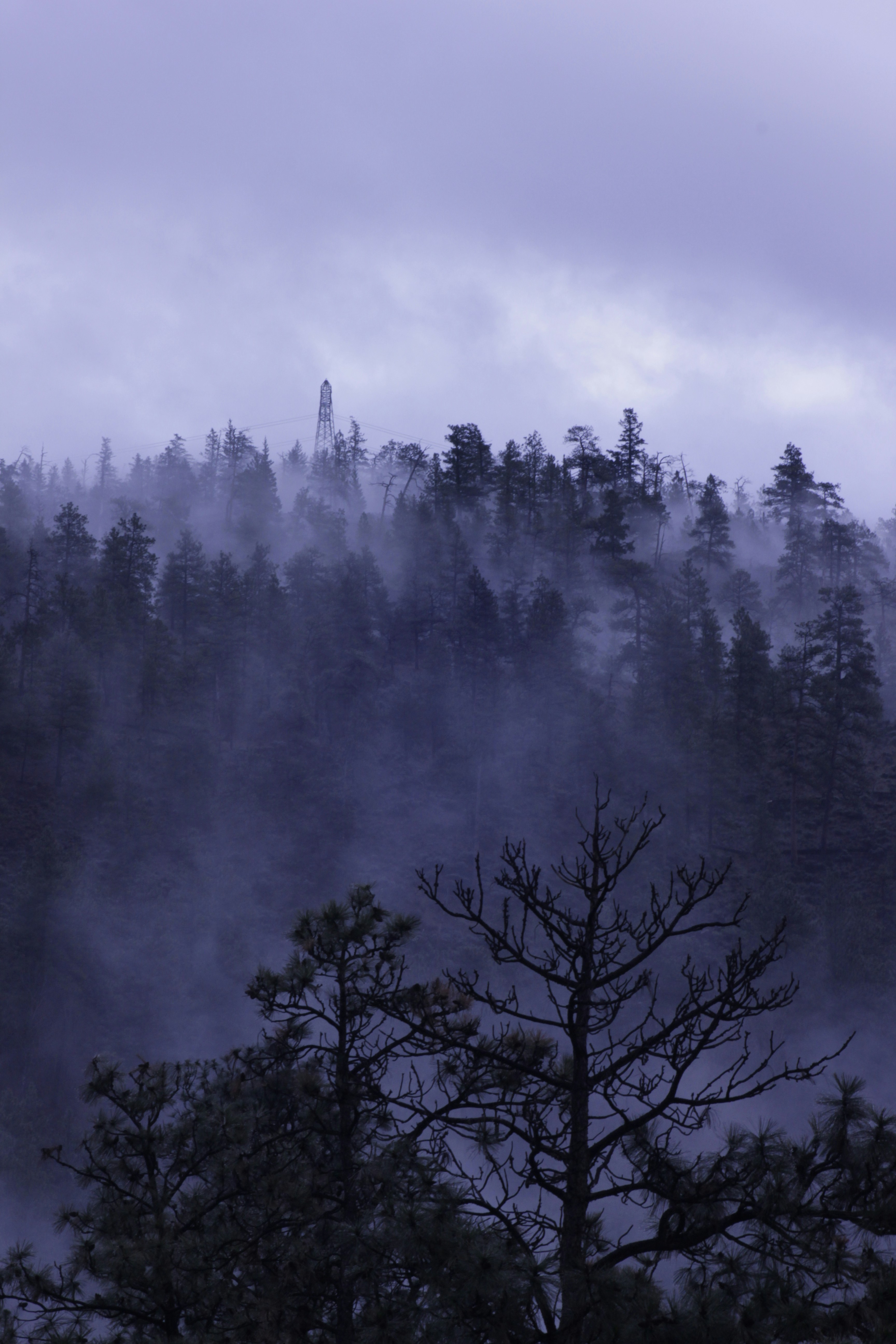Dense conifer forest shrouded in fog spreads across rolling hills, with a lone structure faintly visible above the tree line.
