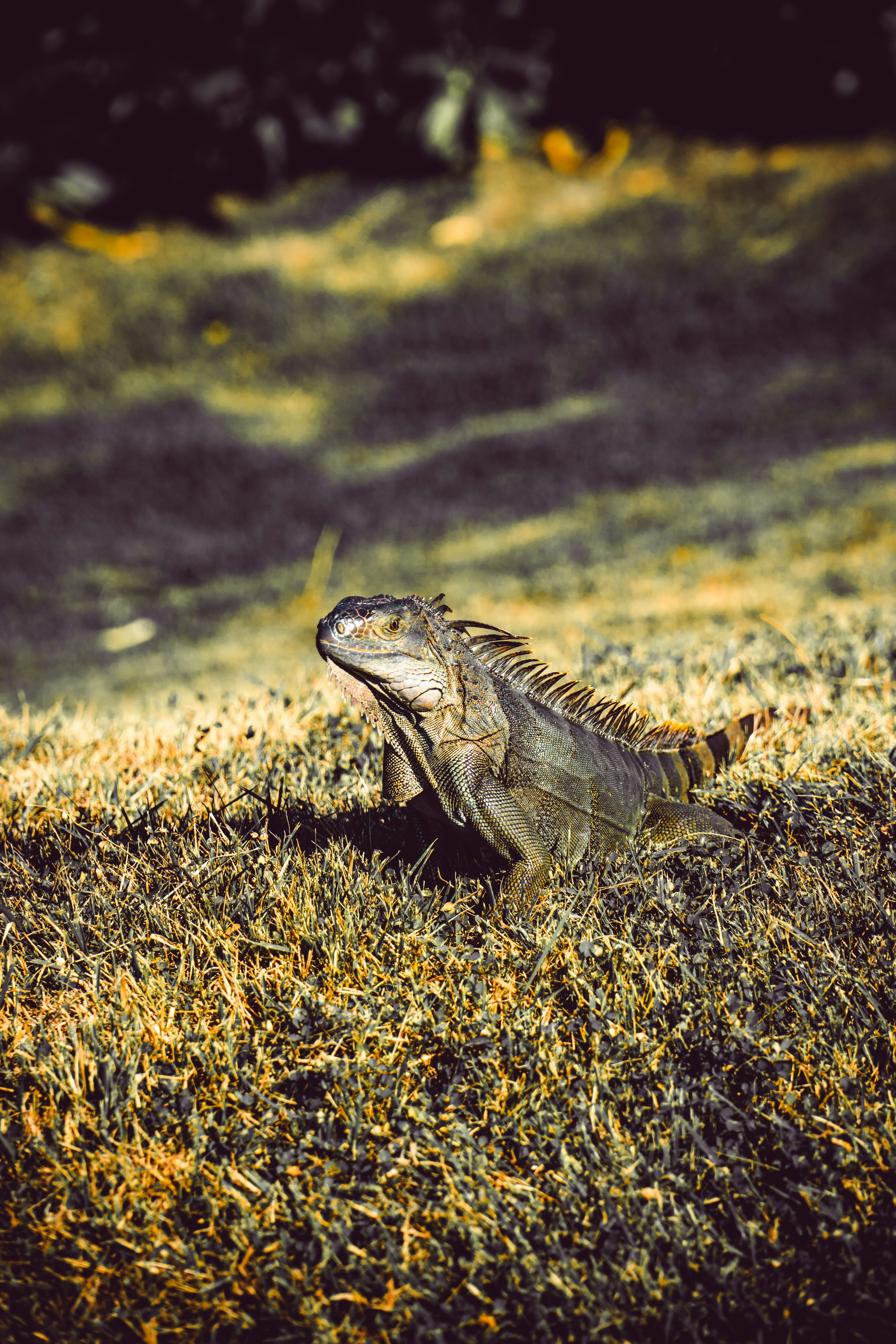 Iguana in Golden Light Guarding the Lawn
