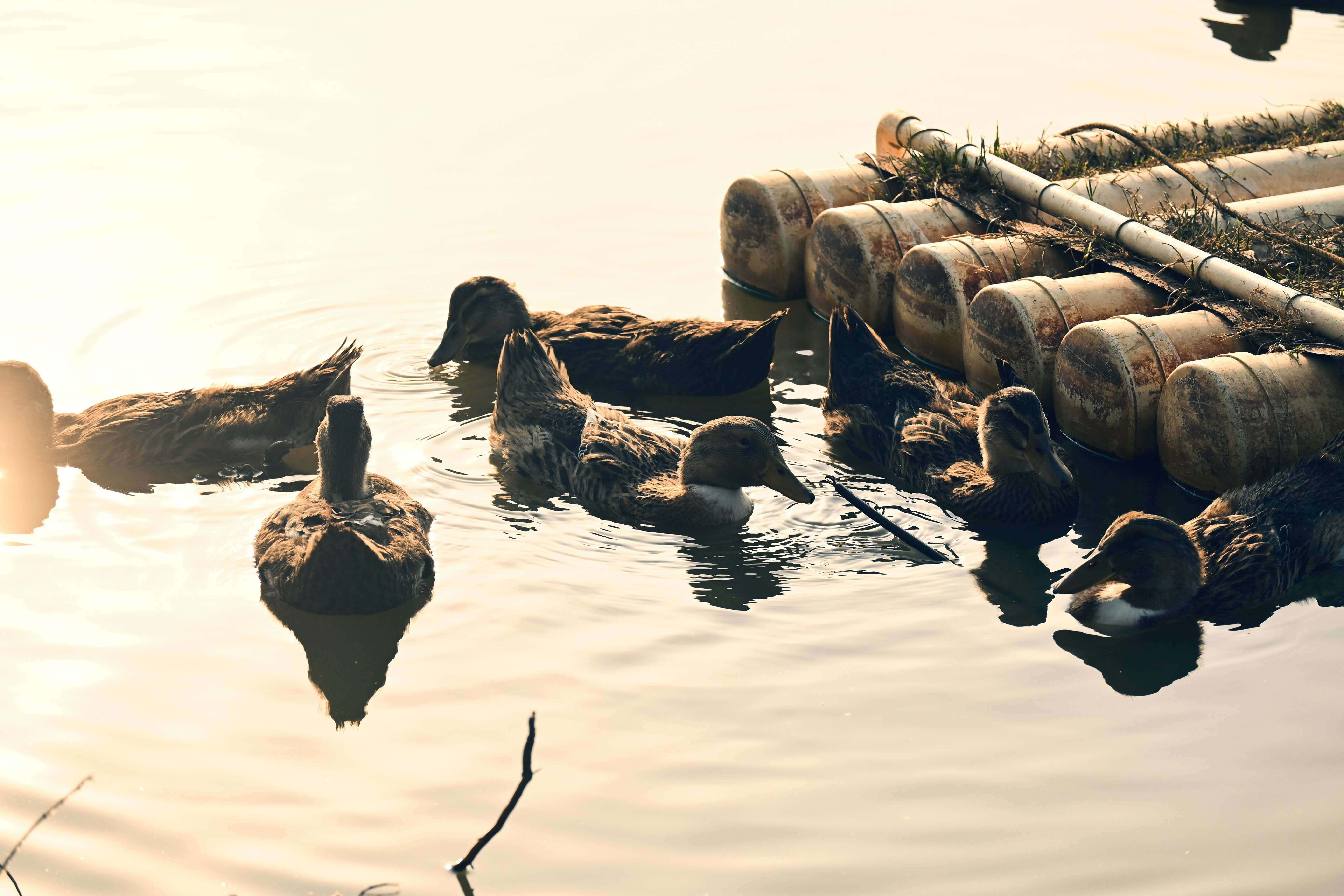 Ducks at the Docks: Golden Hour Ripples