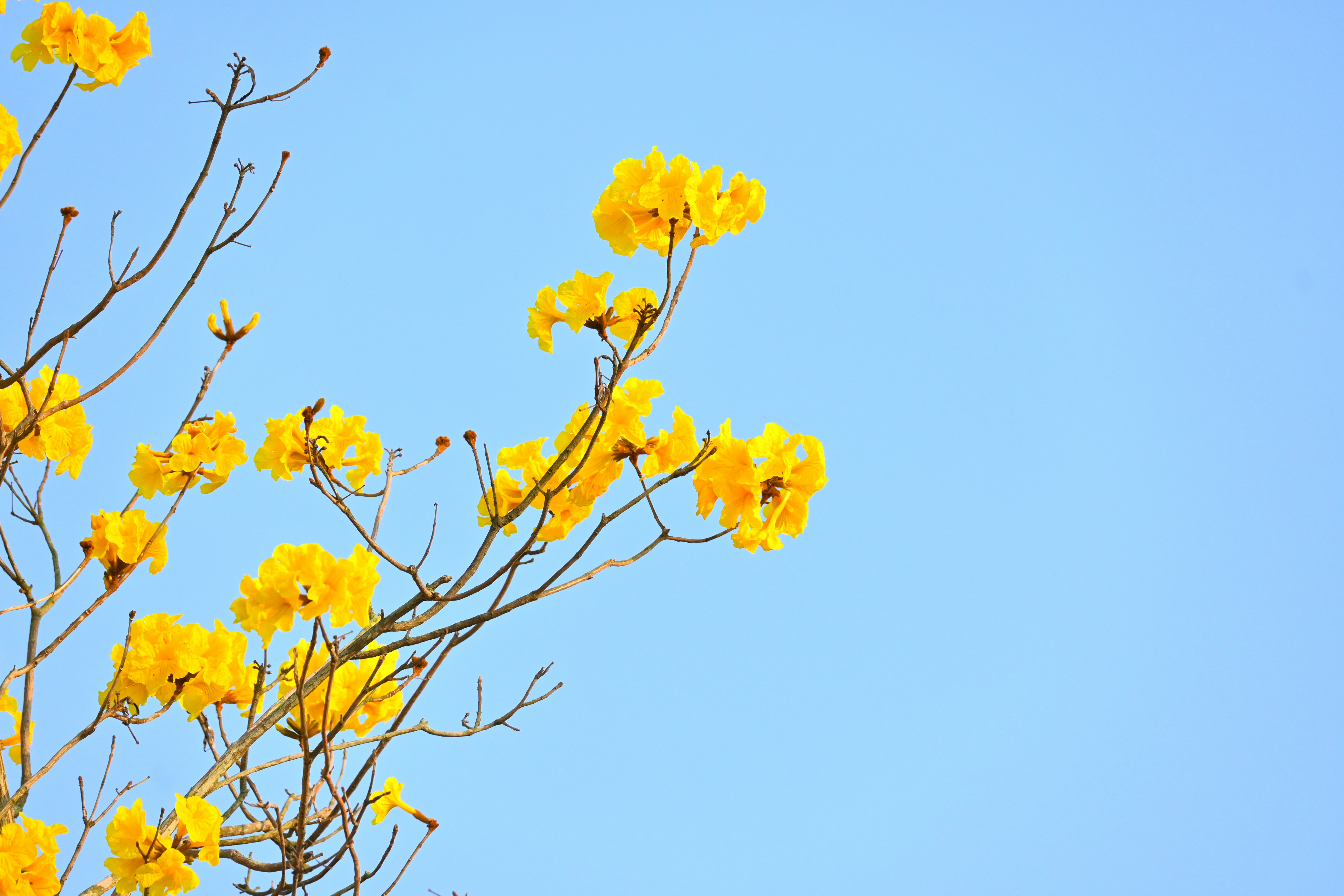 Sunlit Branches: Tiny Yellow Blossoms Against a Cerulean Sky