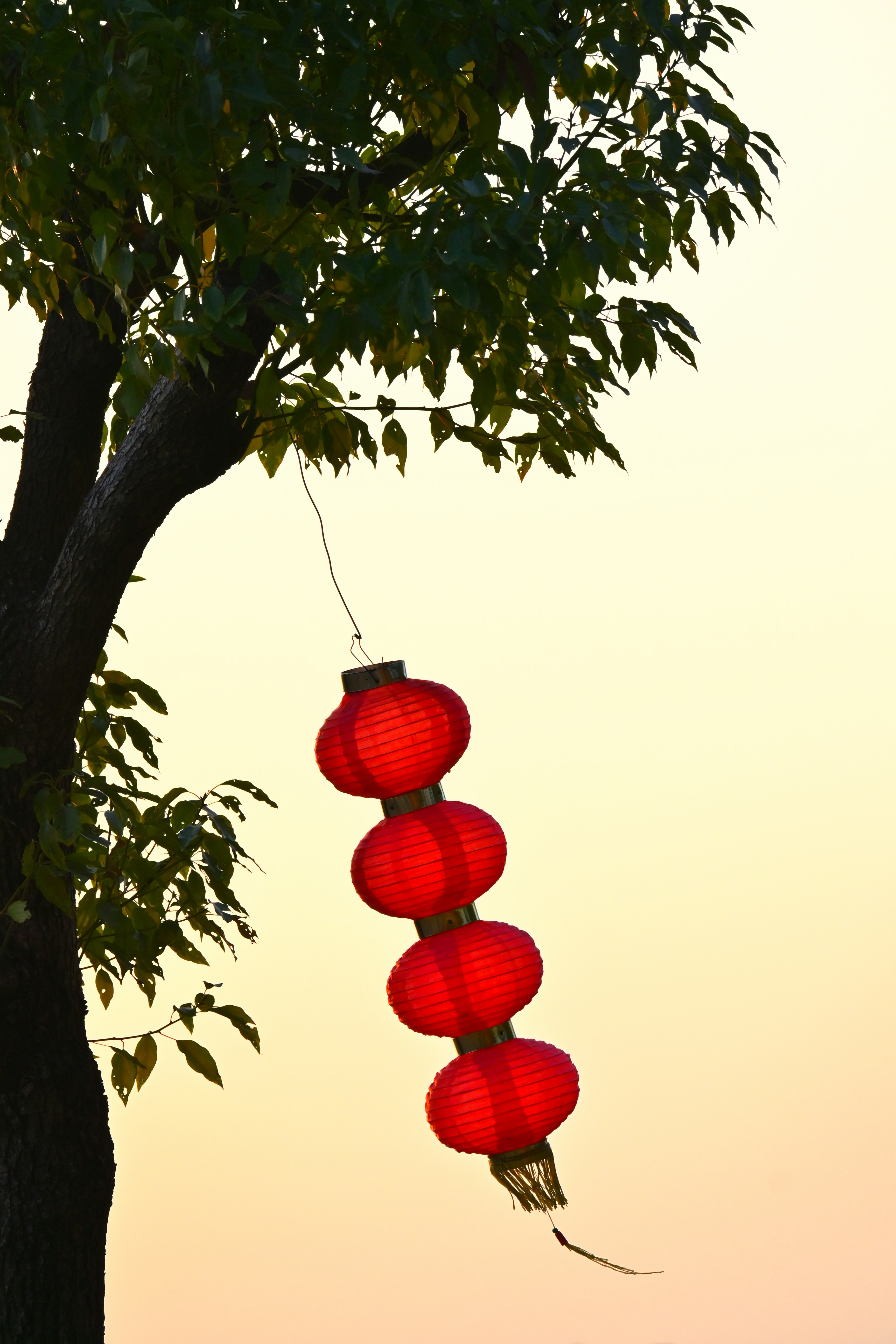 Red Lanterns Draped from a Tree at Sunset