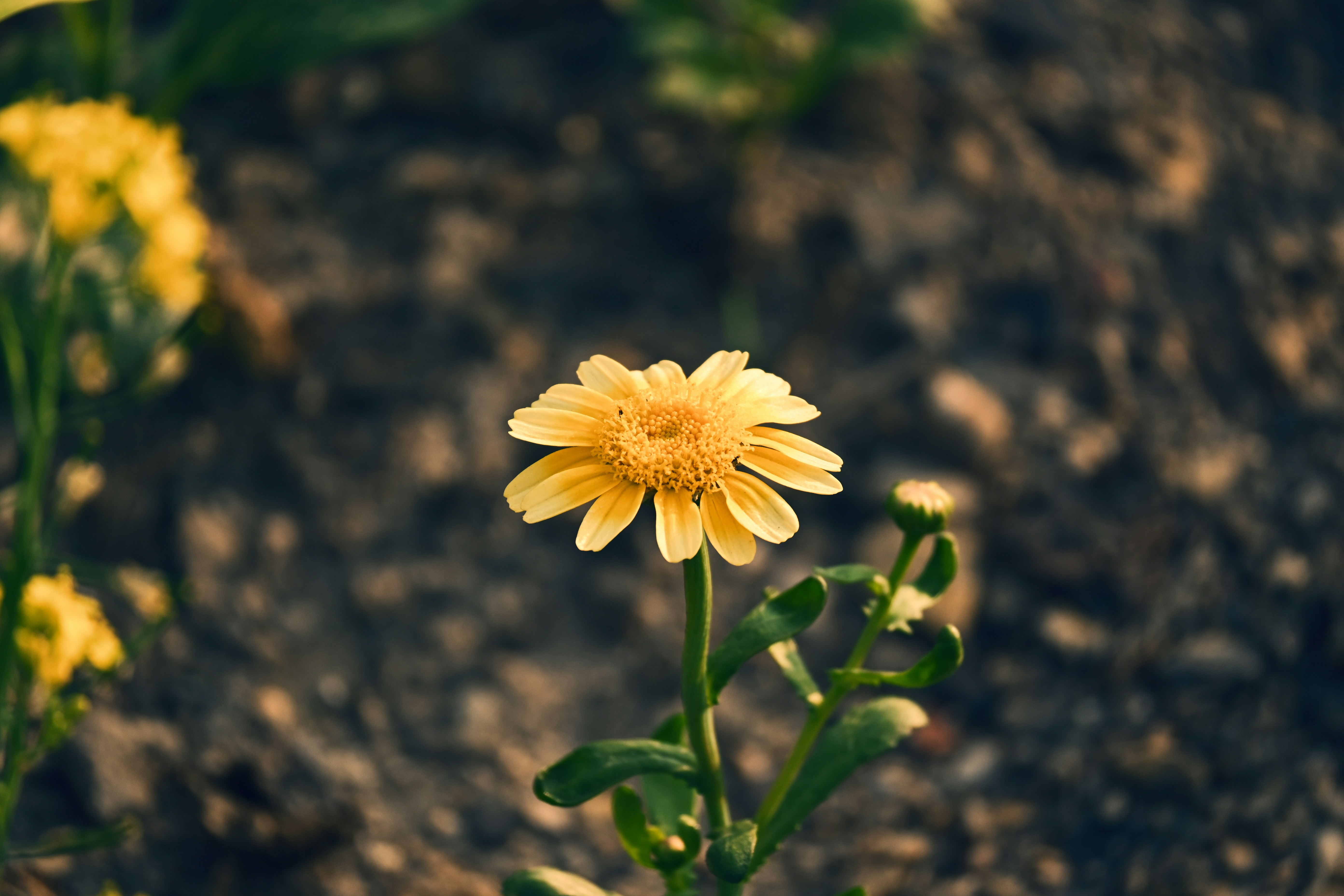 Sunlit Daisy Spotlight: A Single Bloom in Focus