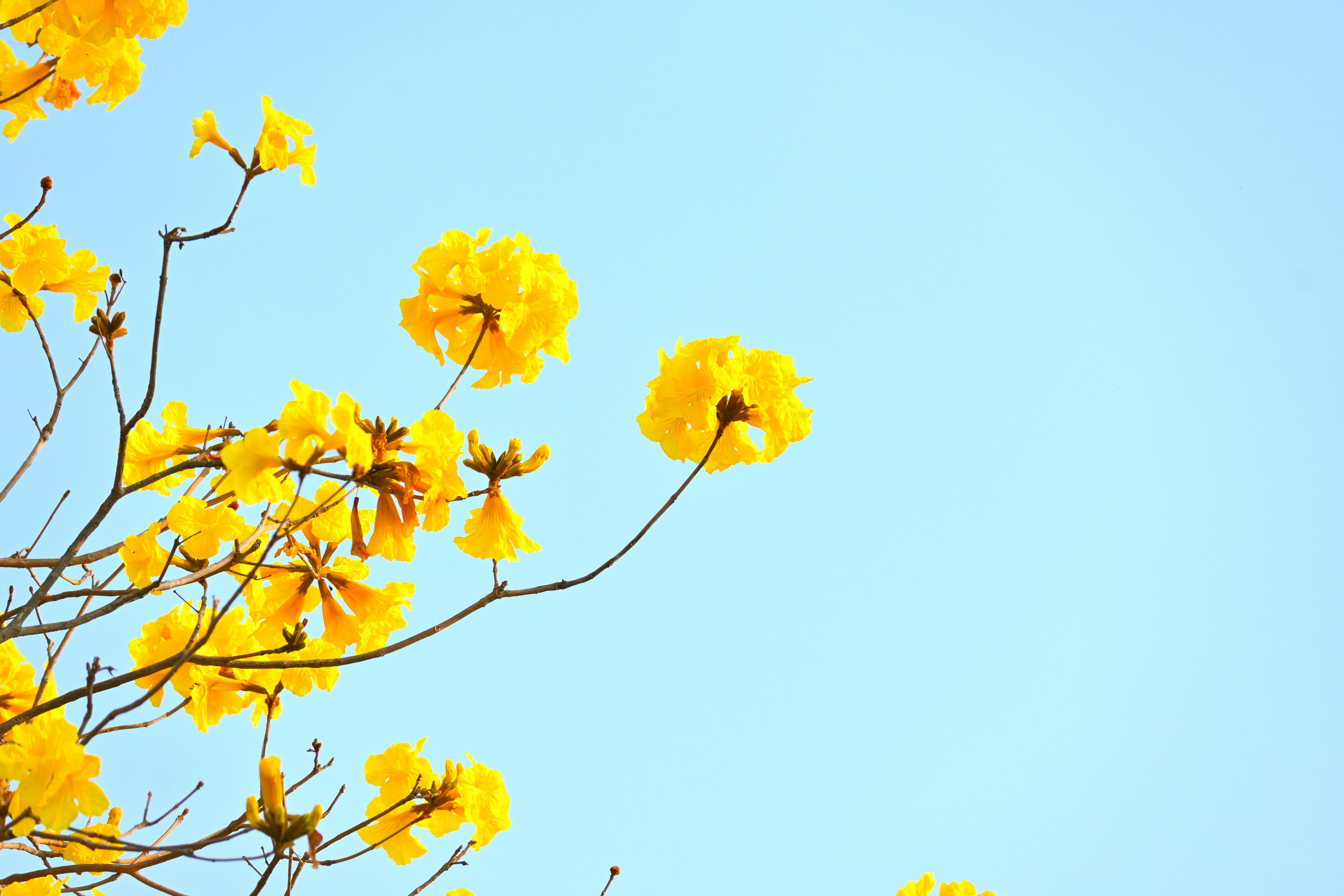 Sunlit Yellow Blooms On Delicate Branches Against a Clear Sky