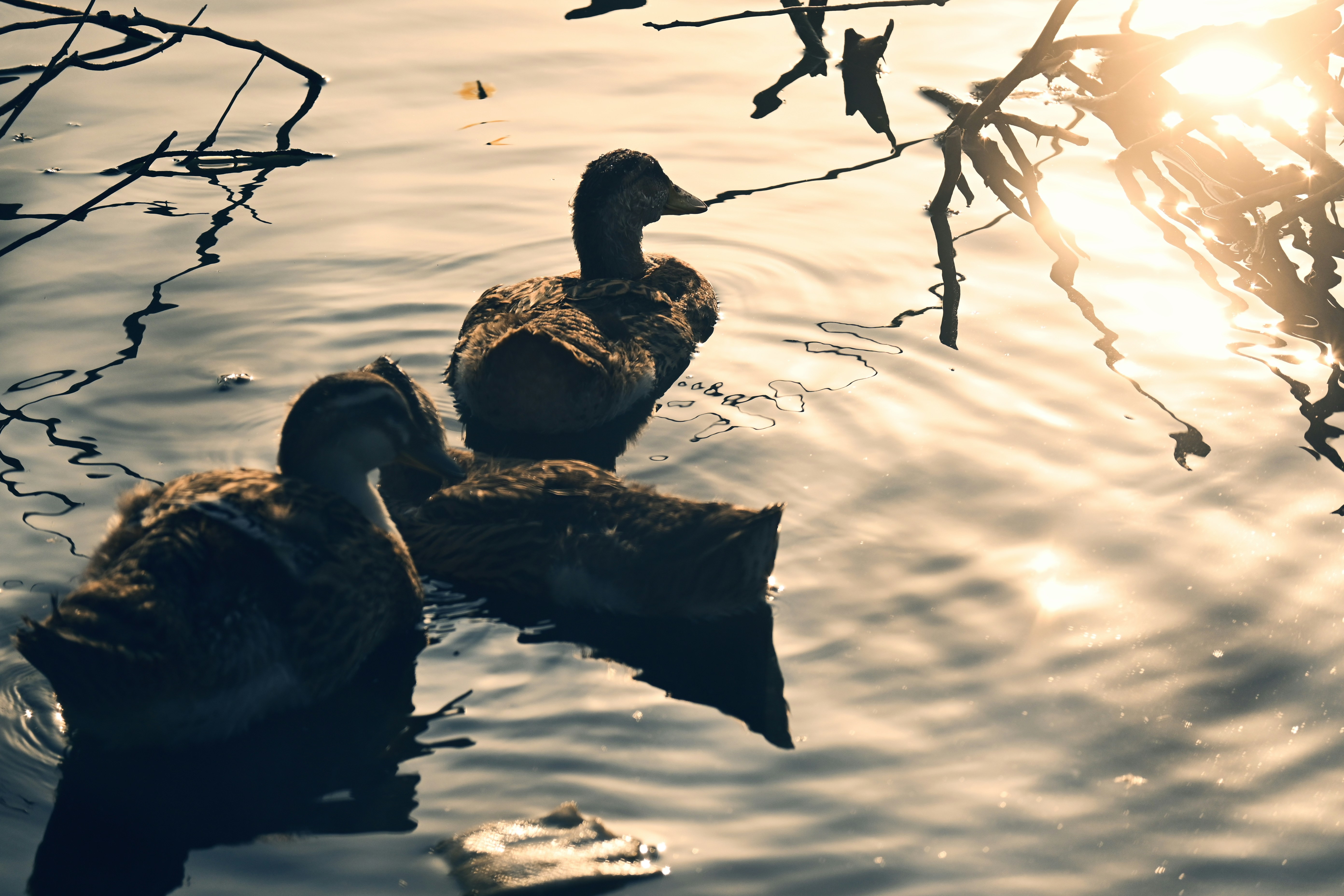 Sunlit Waterfowl at Dusk: A Silhouetted Trio