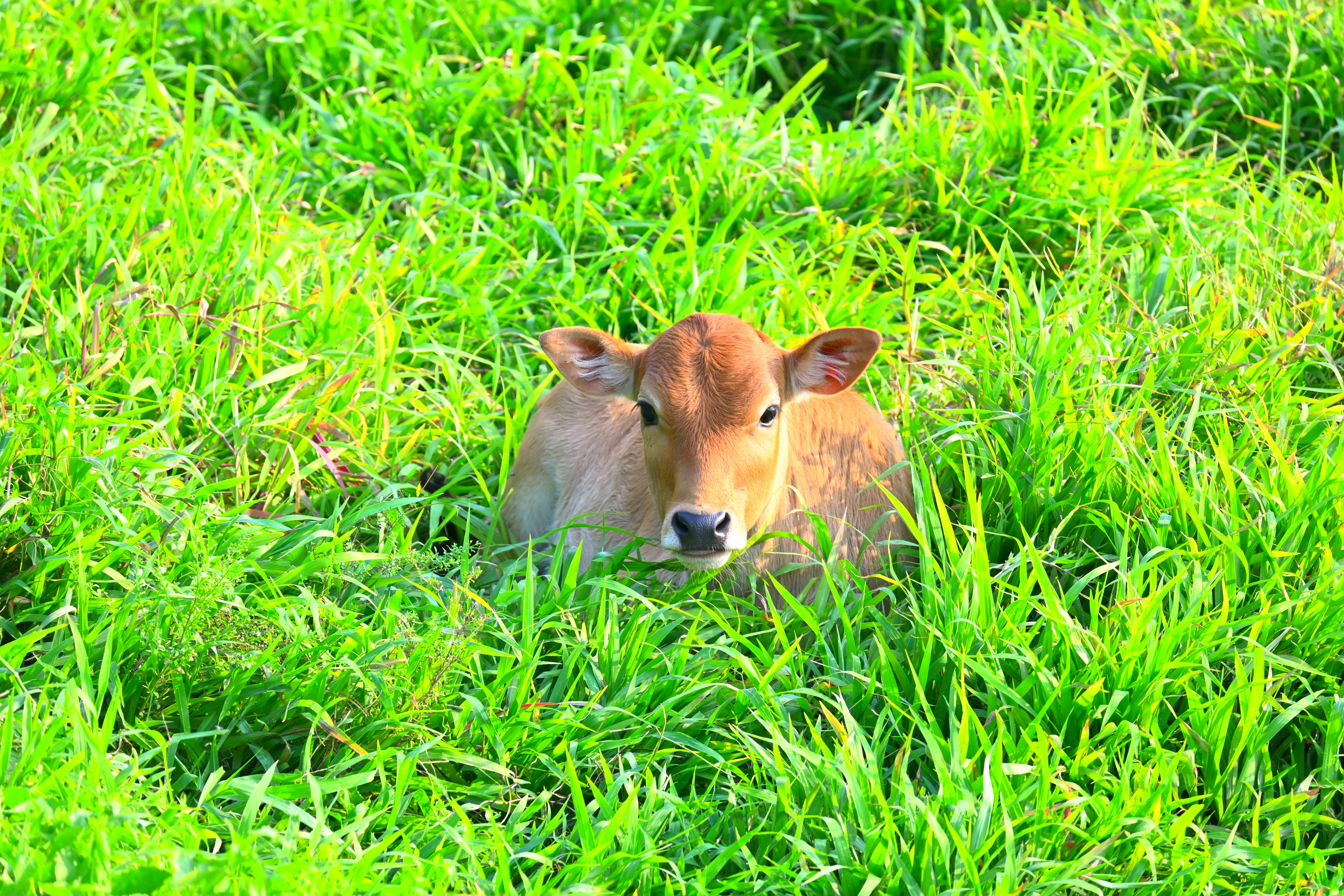 Hidden in the Green: A Highland Calm Peeking Through Tall Grass