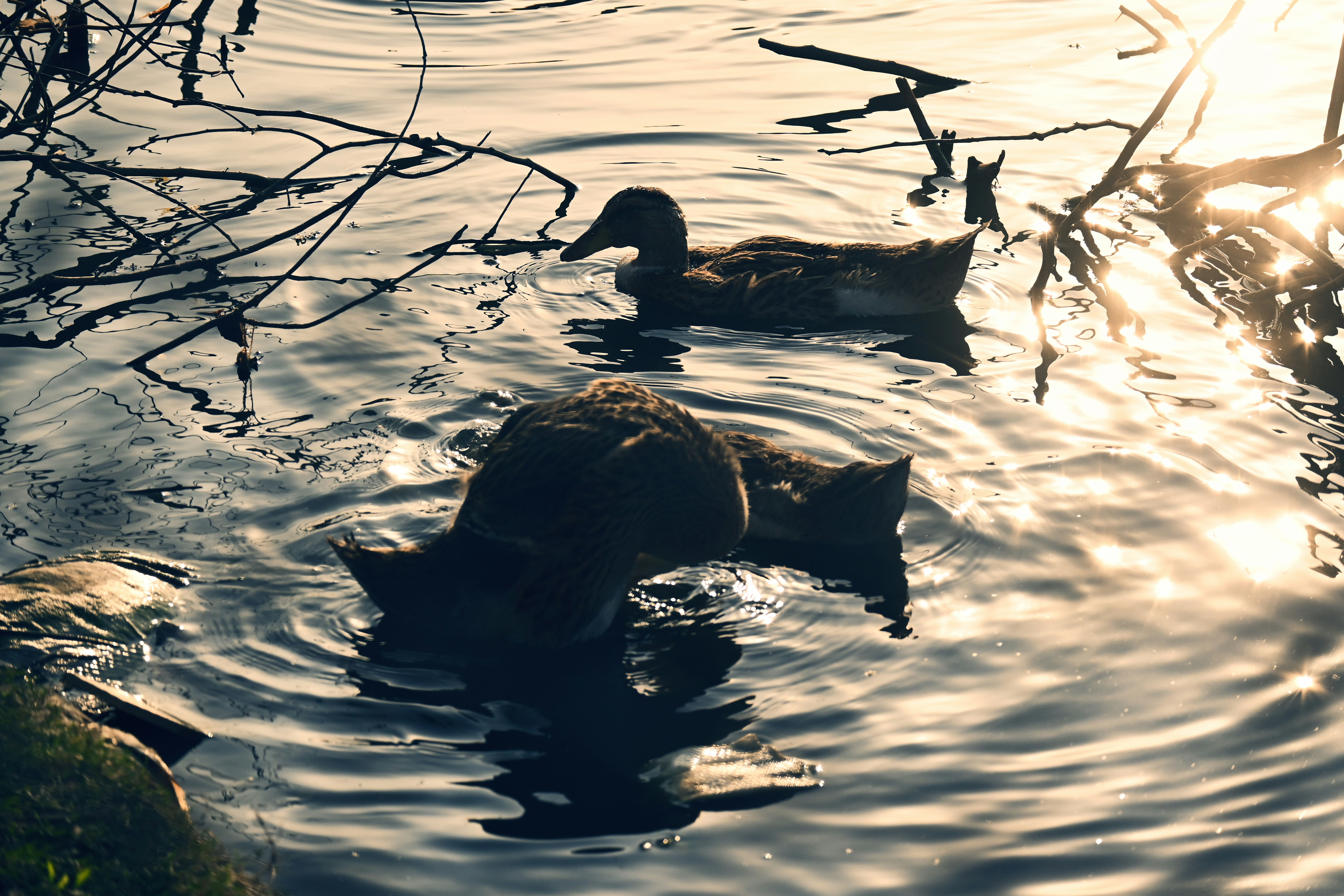 Ducks in a Quiet Sunset Wake