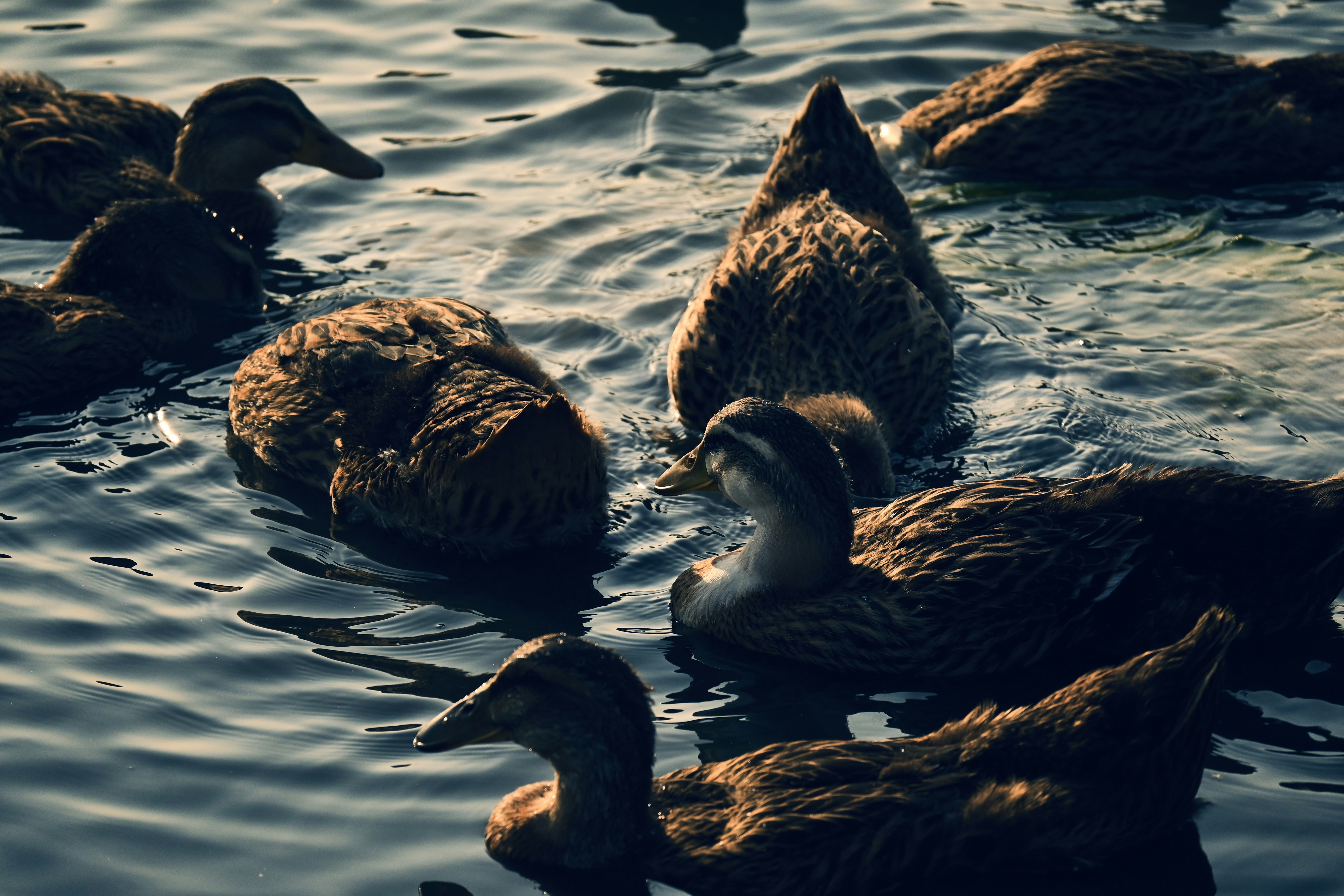 Quiet Assembly: Ducks Resting in Dappled Light