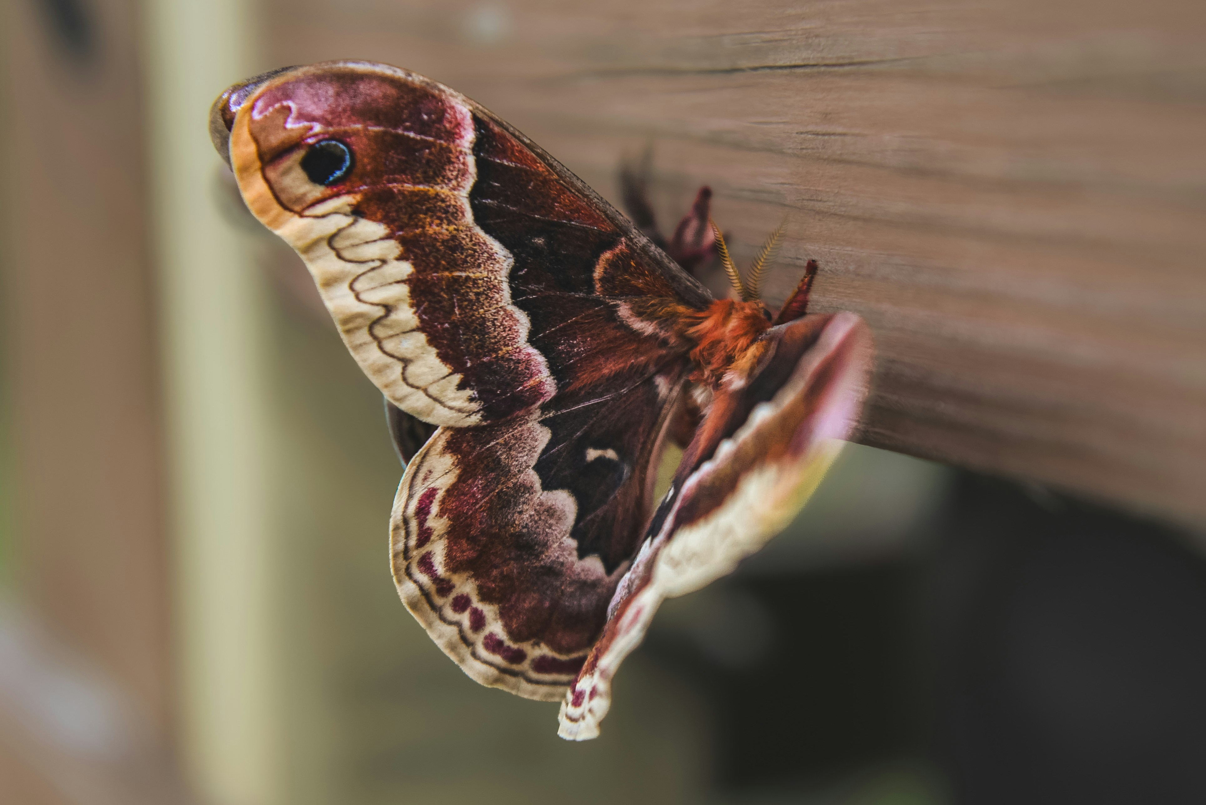 Butterfly on the Threshold: A Moment of Fragile Color
