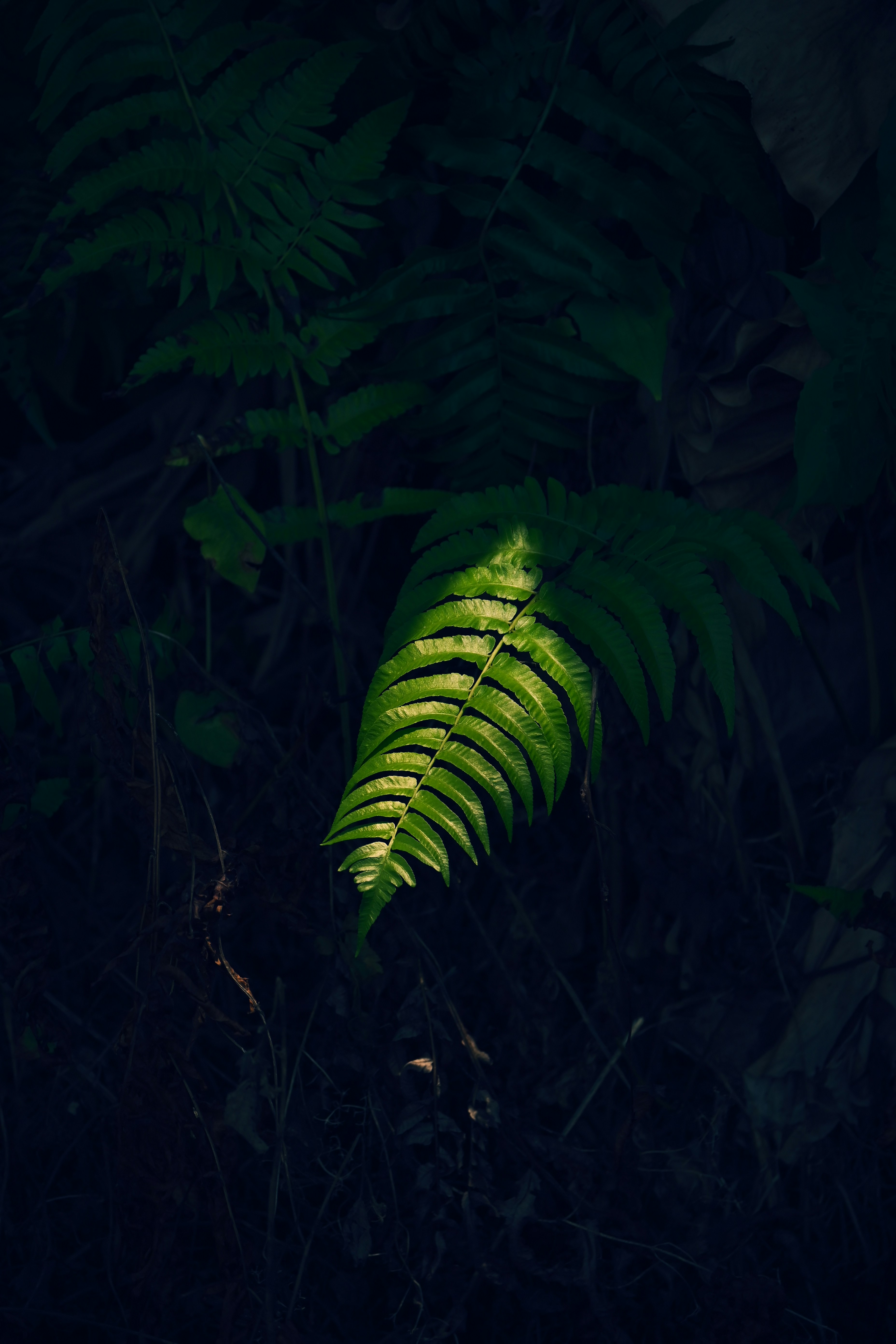 Spotlight on a Fern Frond: Quiet Burst of Emerald in the Dark