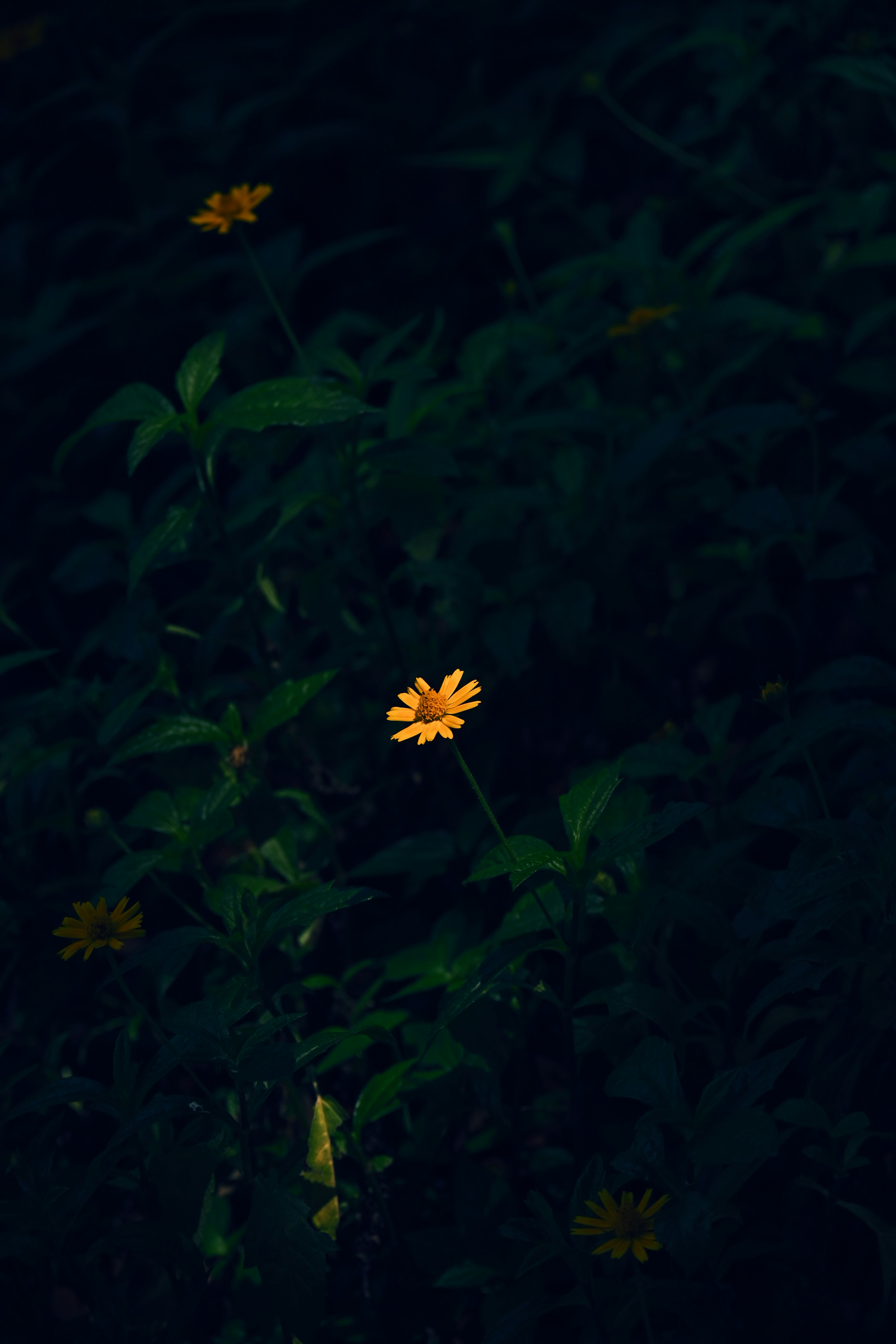 Single orange blossom breaking through the shadows