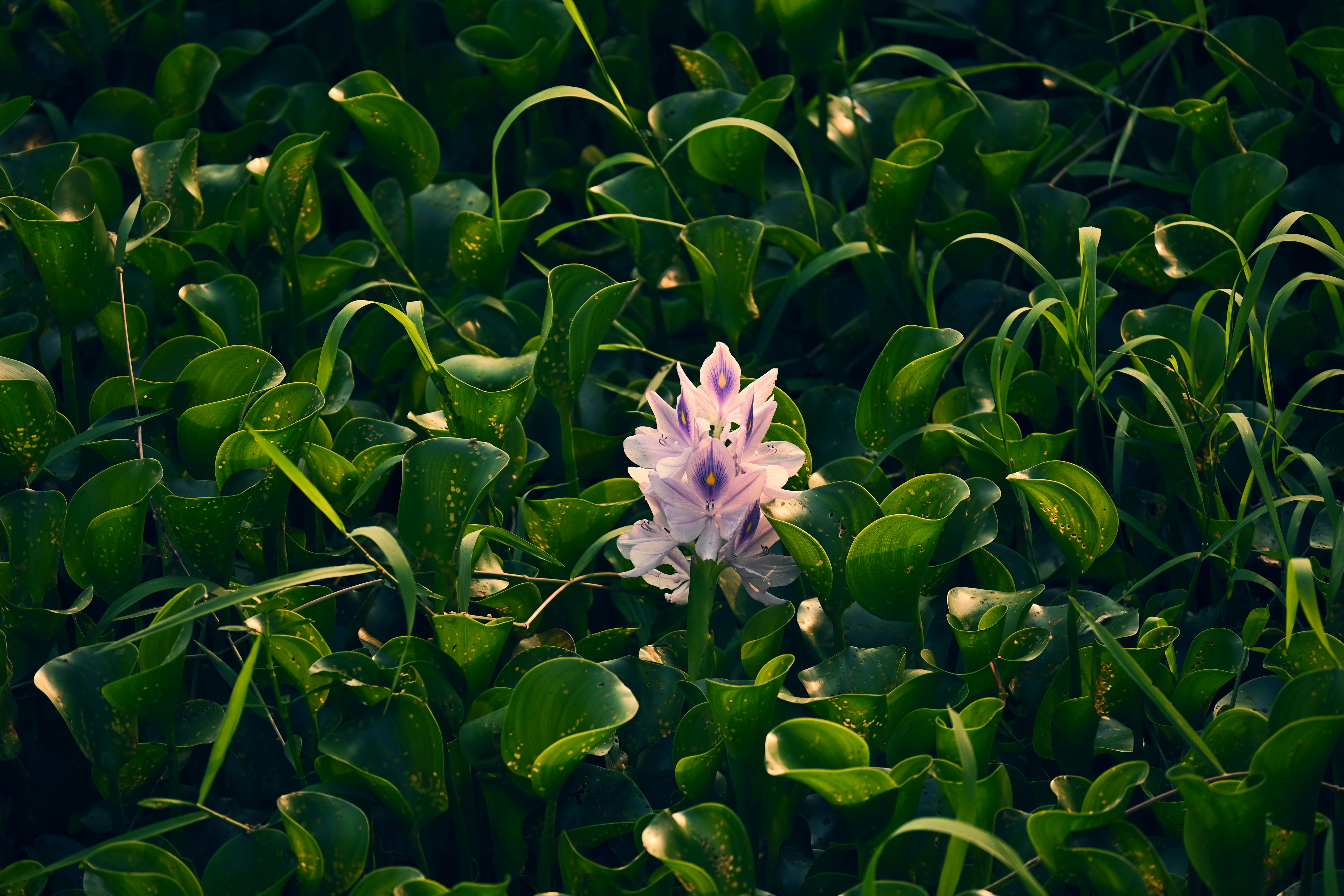 Lilac bloom surfing above a sea of green leaves