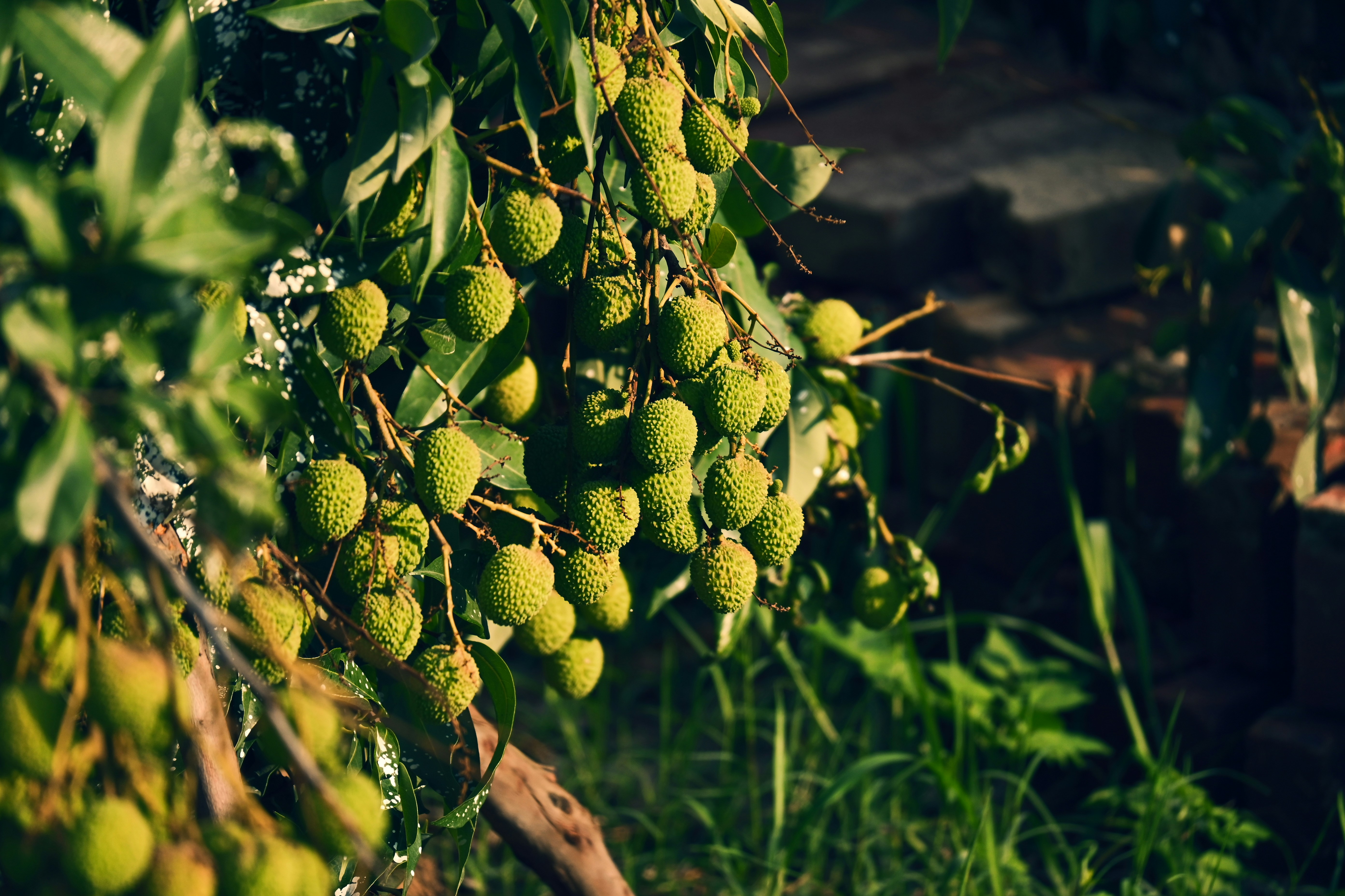 Cluster of green lychees under sun-dappled leaves