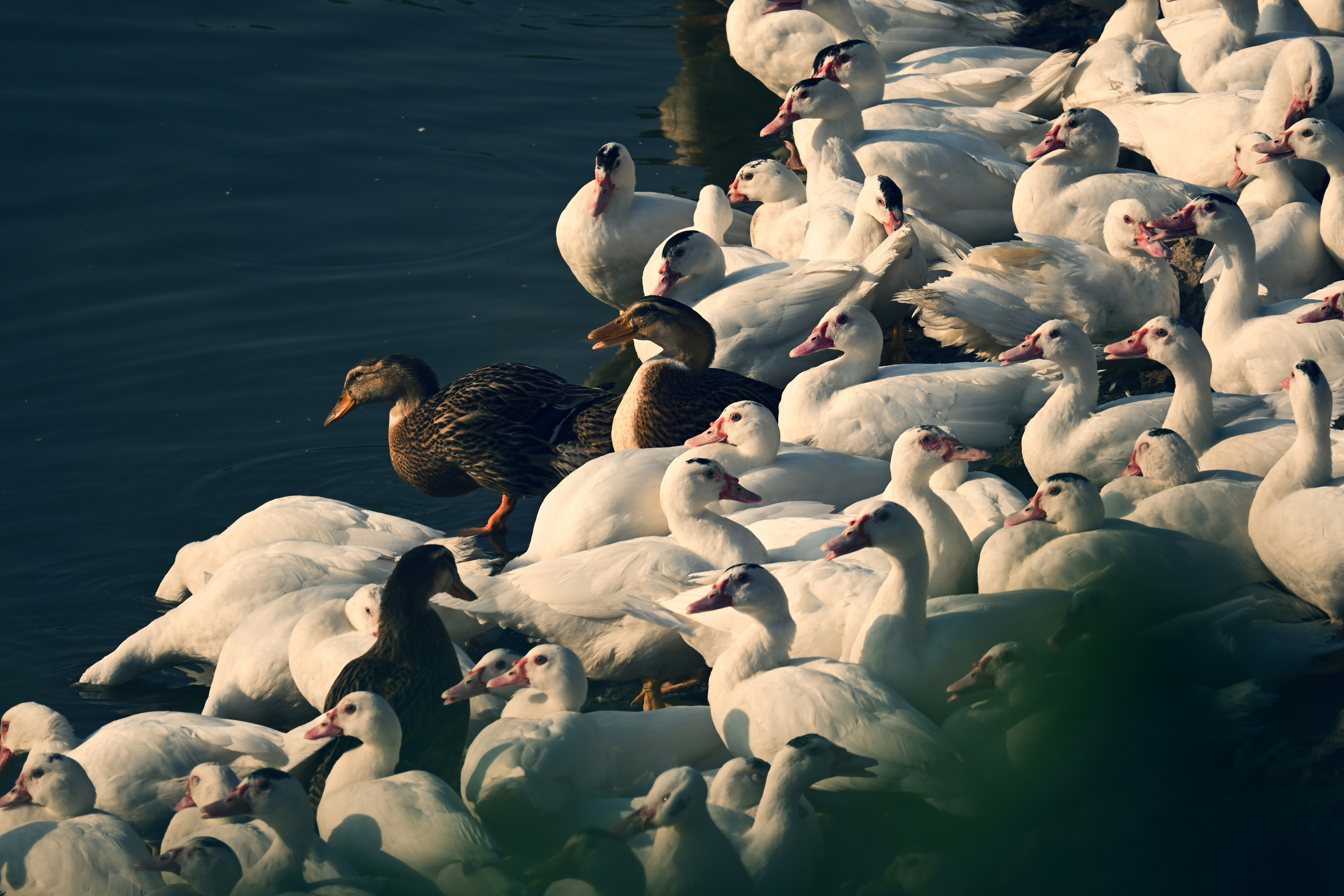 Crowded Seabed: A Dark Brown Duck Surrounded by White Ducks