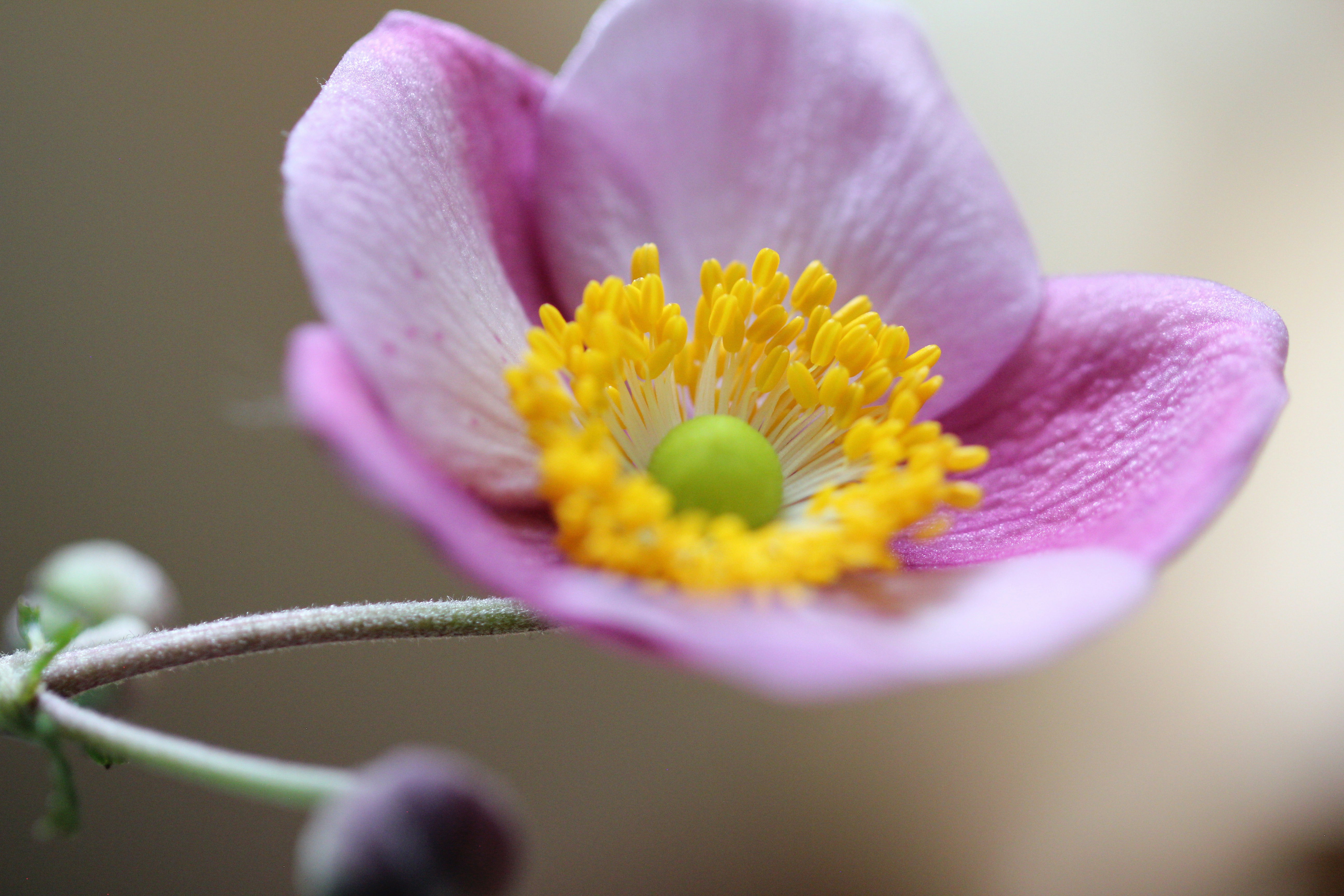 Pink Anemone Kissed by Sun: A Close-Up of Yellow Stamen in Soft Blur