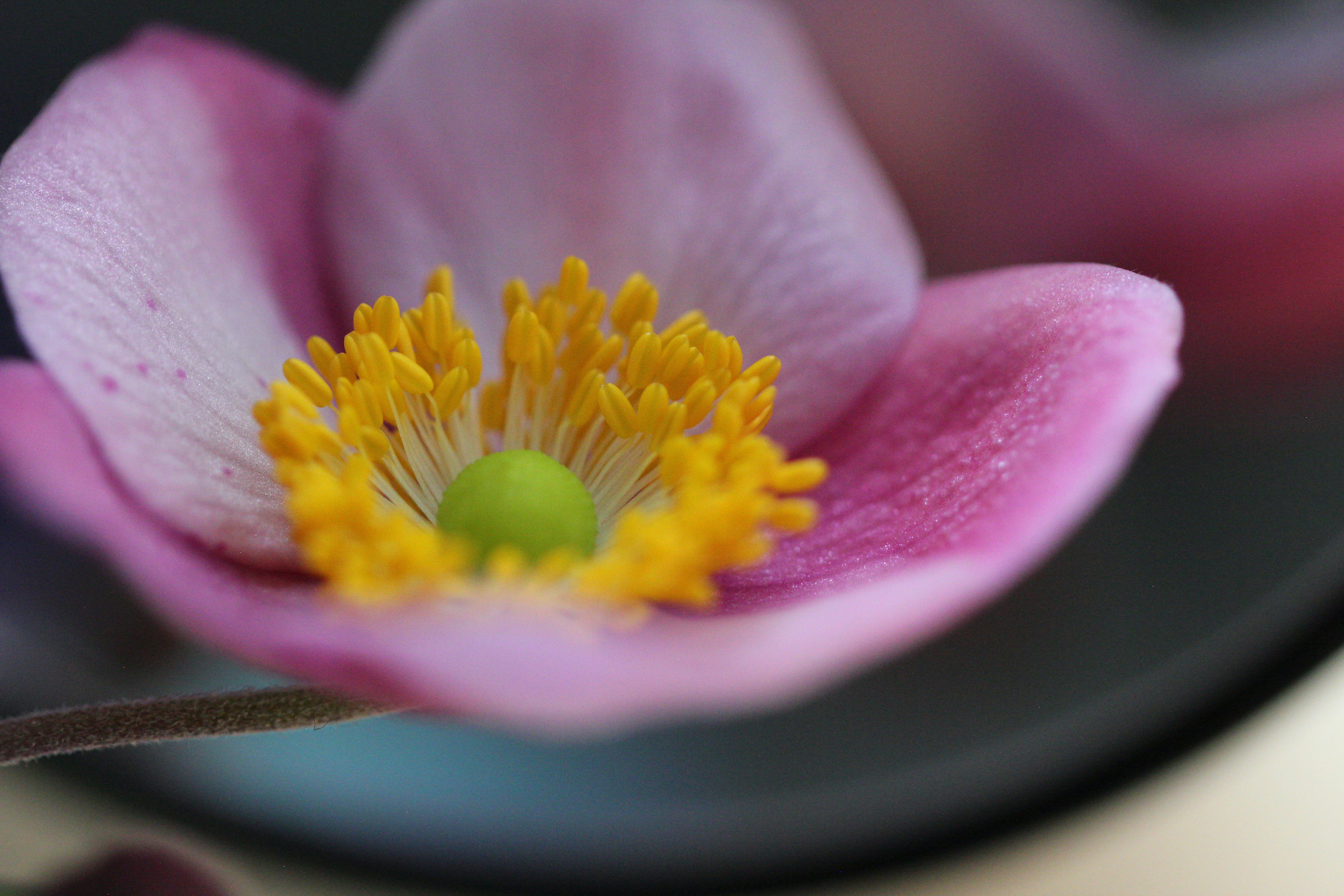 Petal Spotlight: A Pink Anemone Revealing Golden Stamen Against a Soft Blur