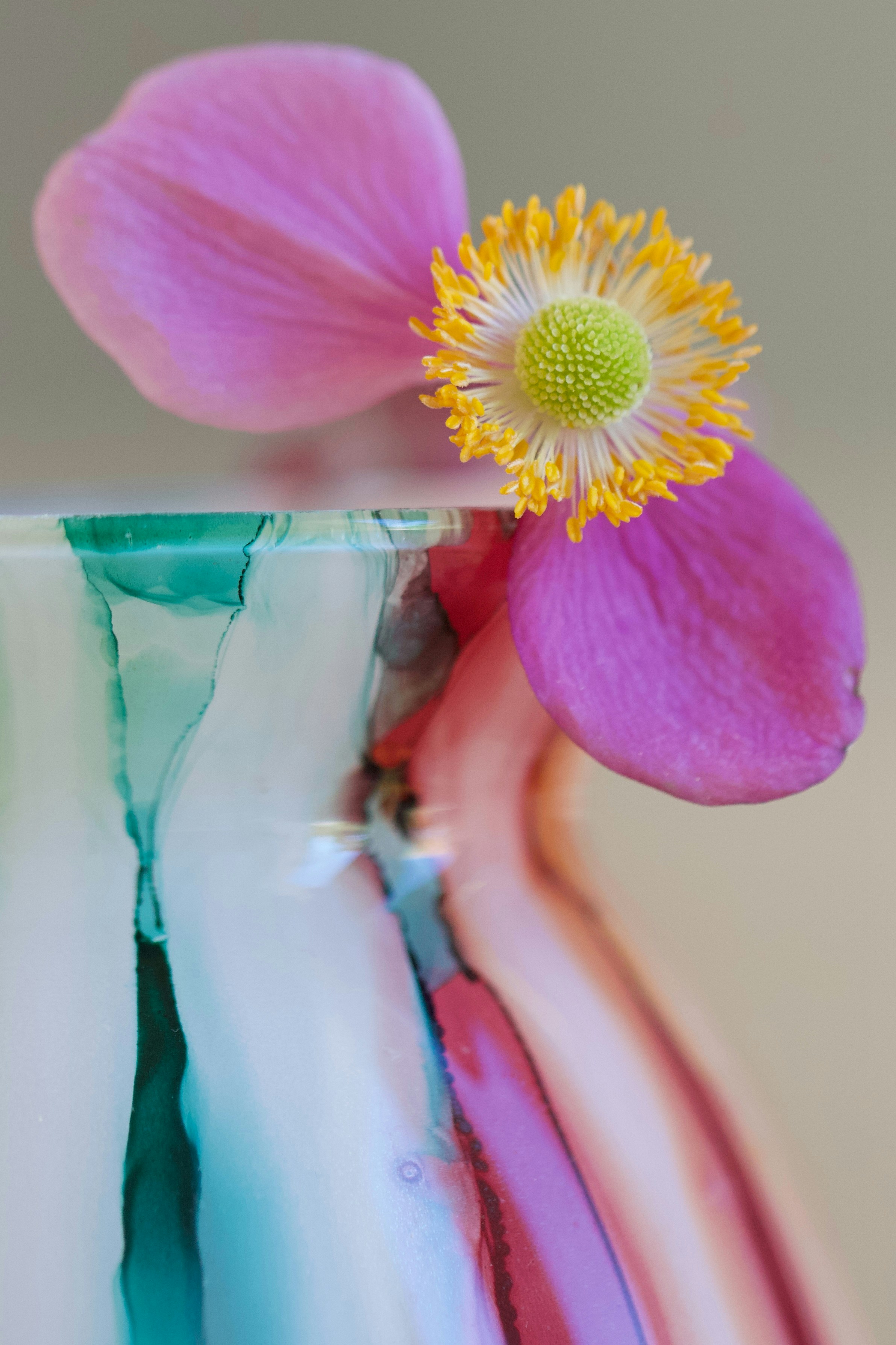 Petaled Bloom Resting on Glass: A Close-up of Color and Texture