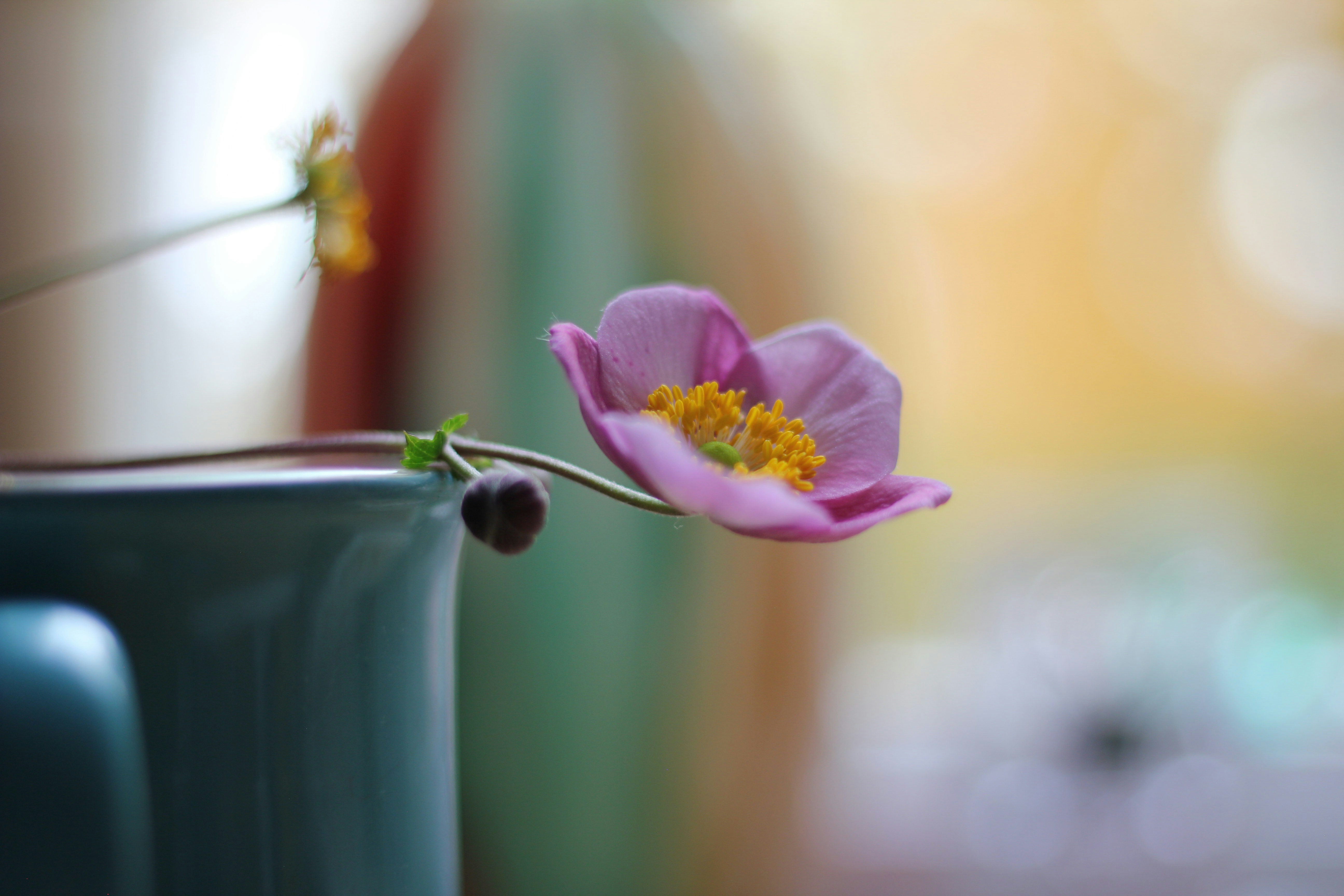 Pink Anemone Still Life on a Teal Mug