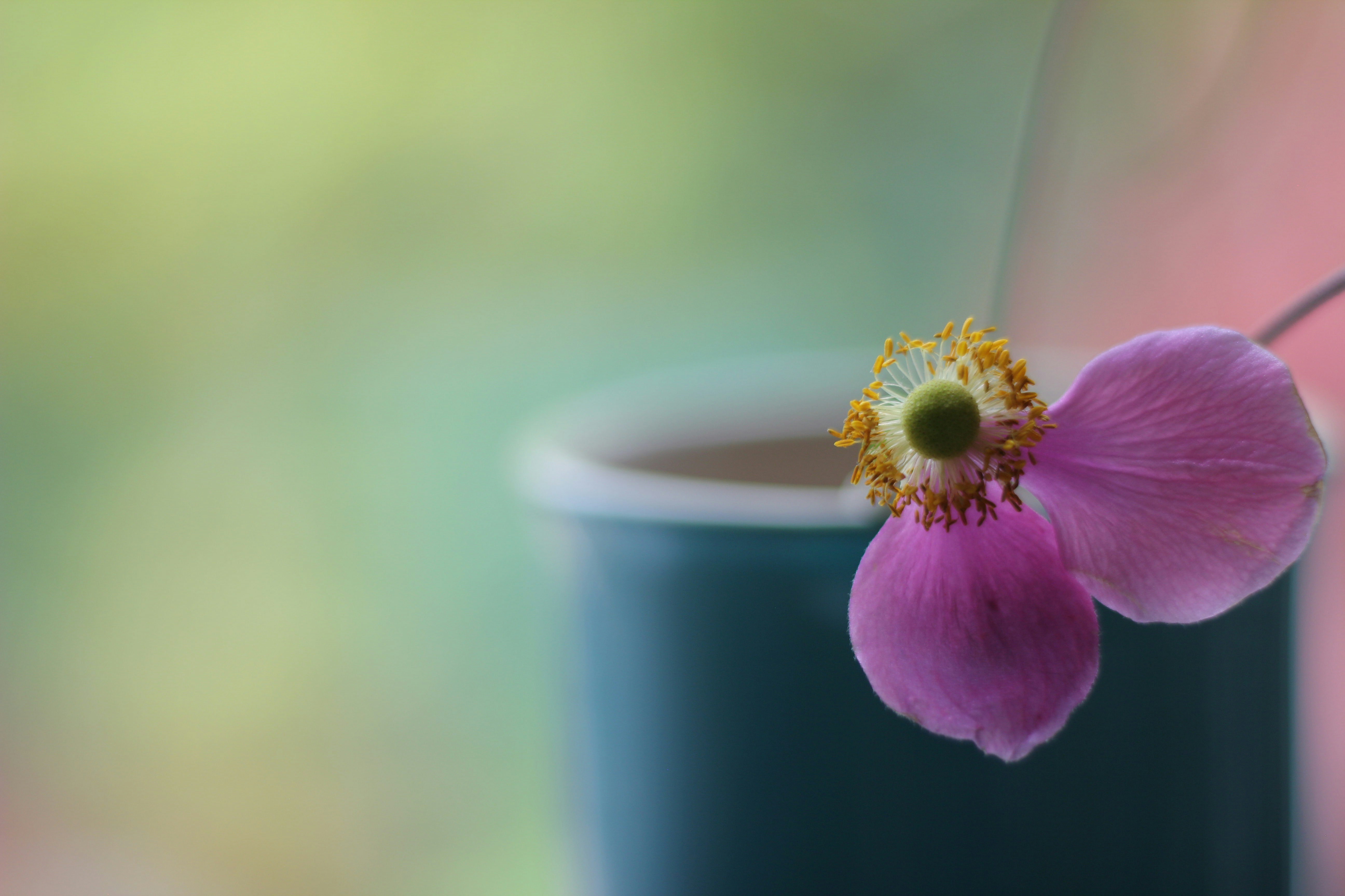 Pink blossom over a tea cup: a quiet macro moment