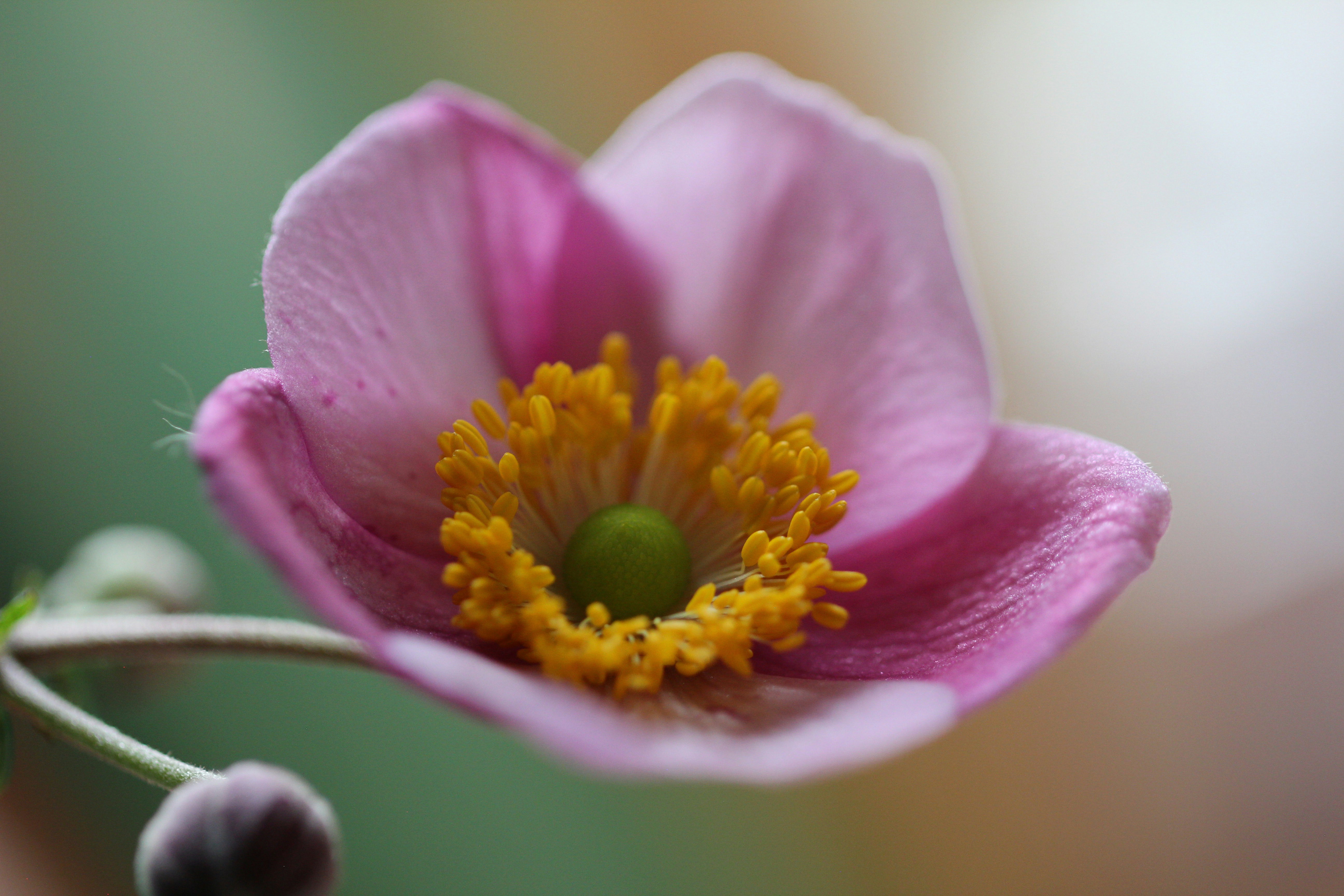 Pink Anthered Petal: A Macro Moment of a Flower's Heart