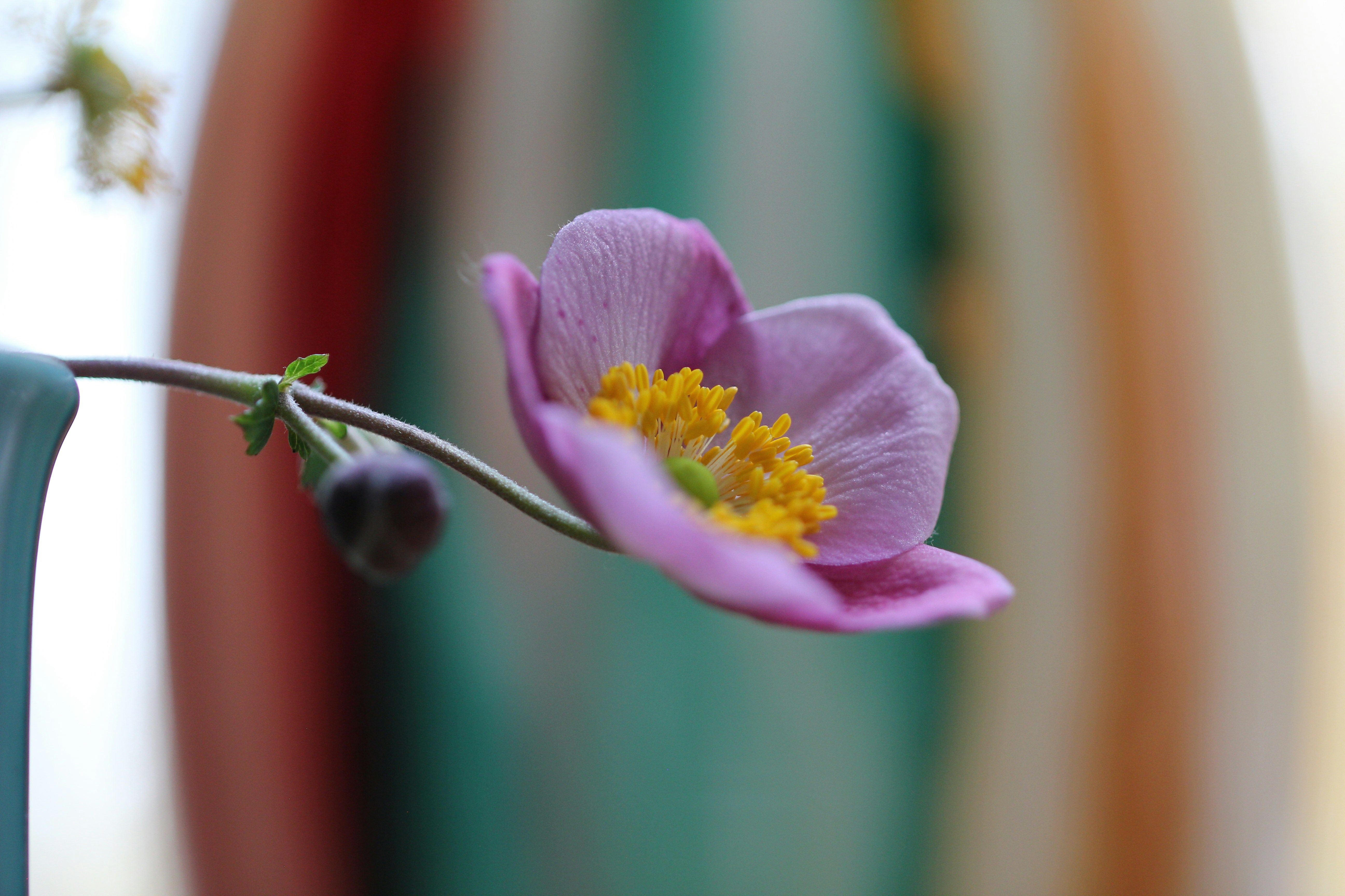Pink Anemone Blossom Reaching Toward a Sunset Palette