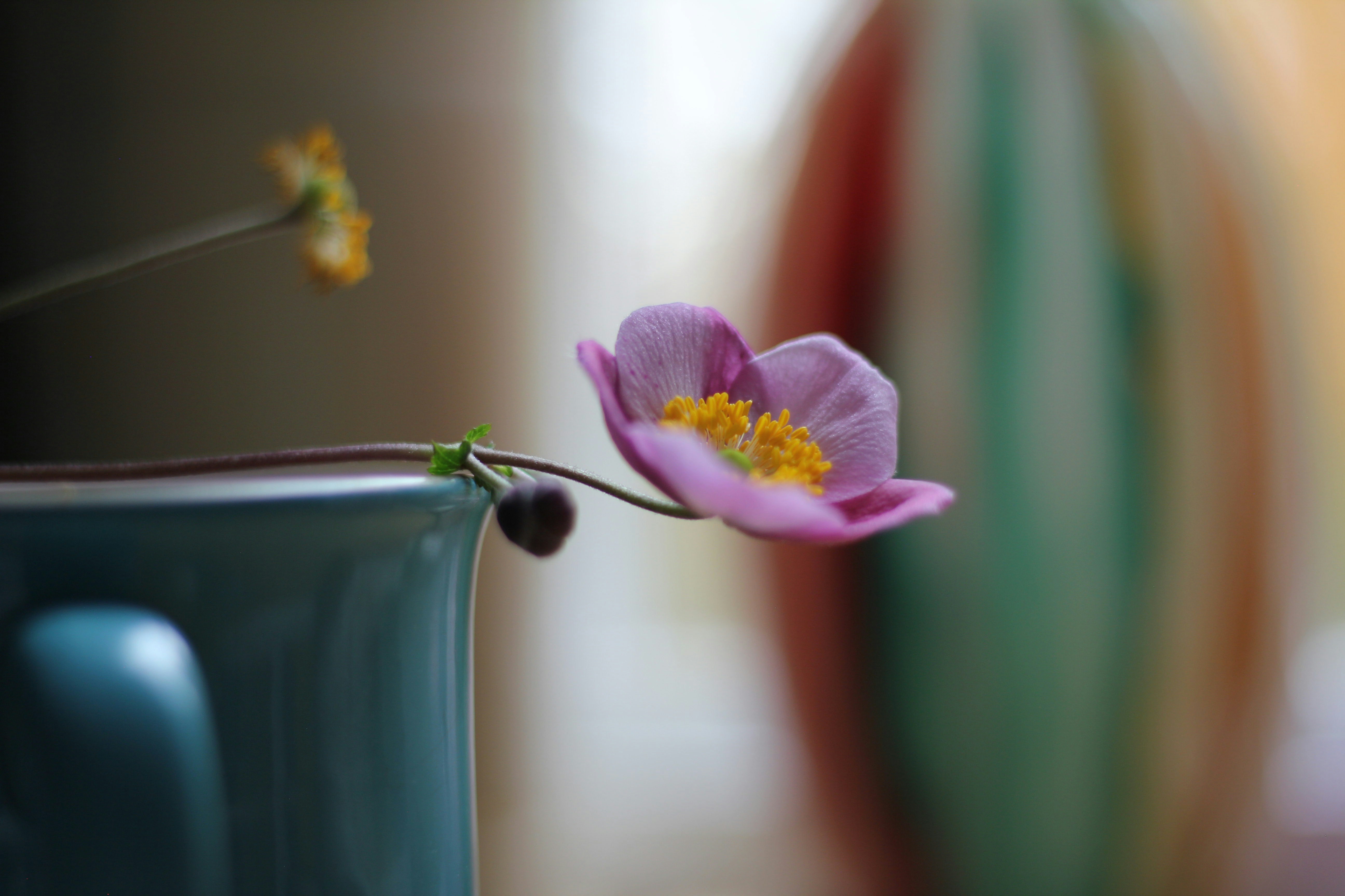 Blossom on the Rim: A delicate pink flower spilling from a cobalt mug